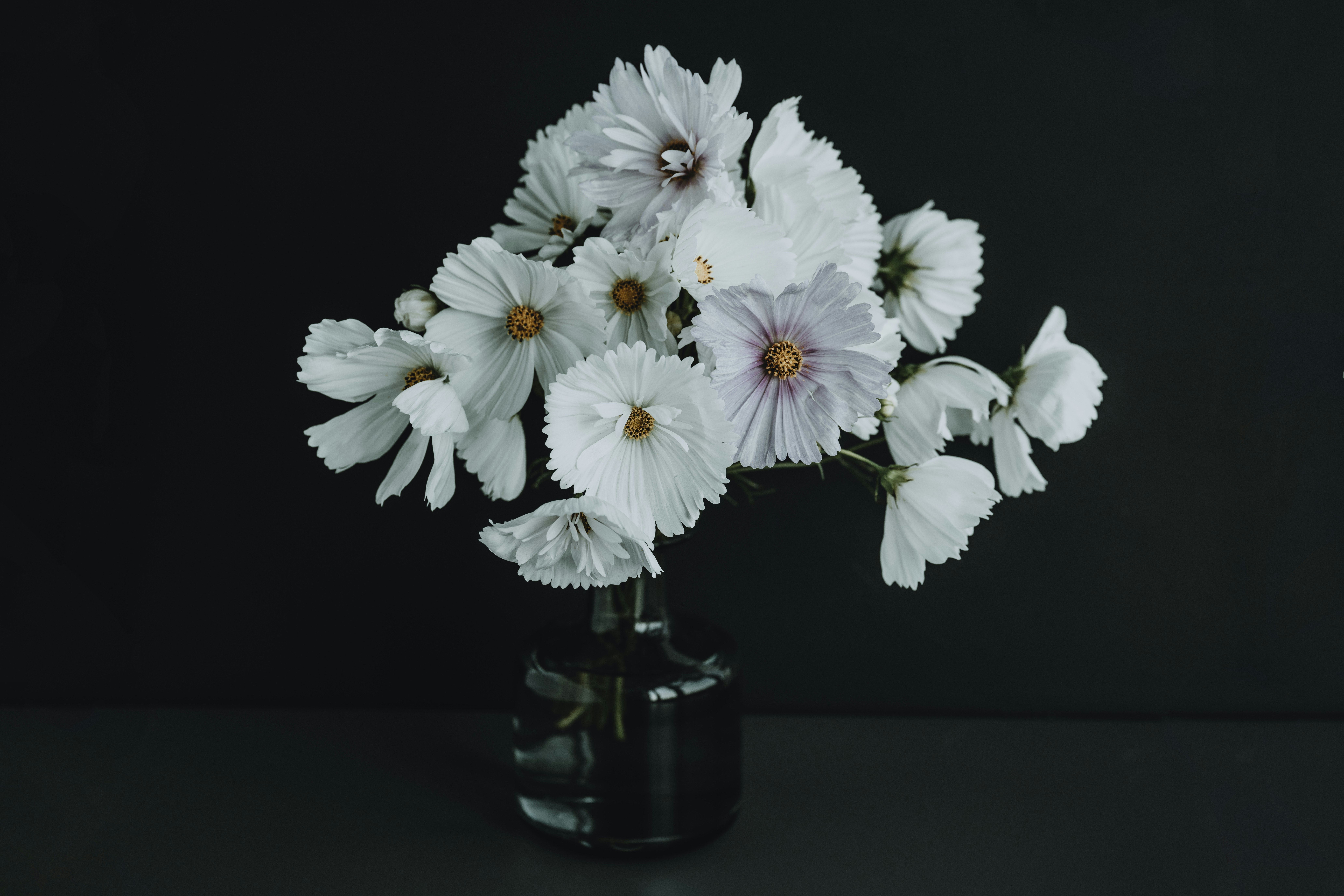 Photo by Anita Austvika with Nikon Z7 II