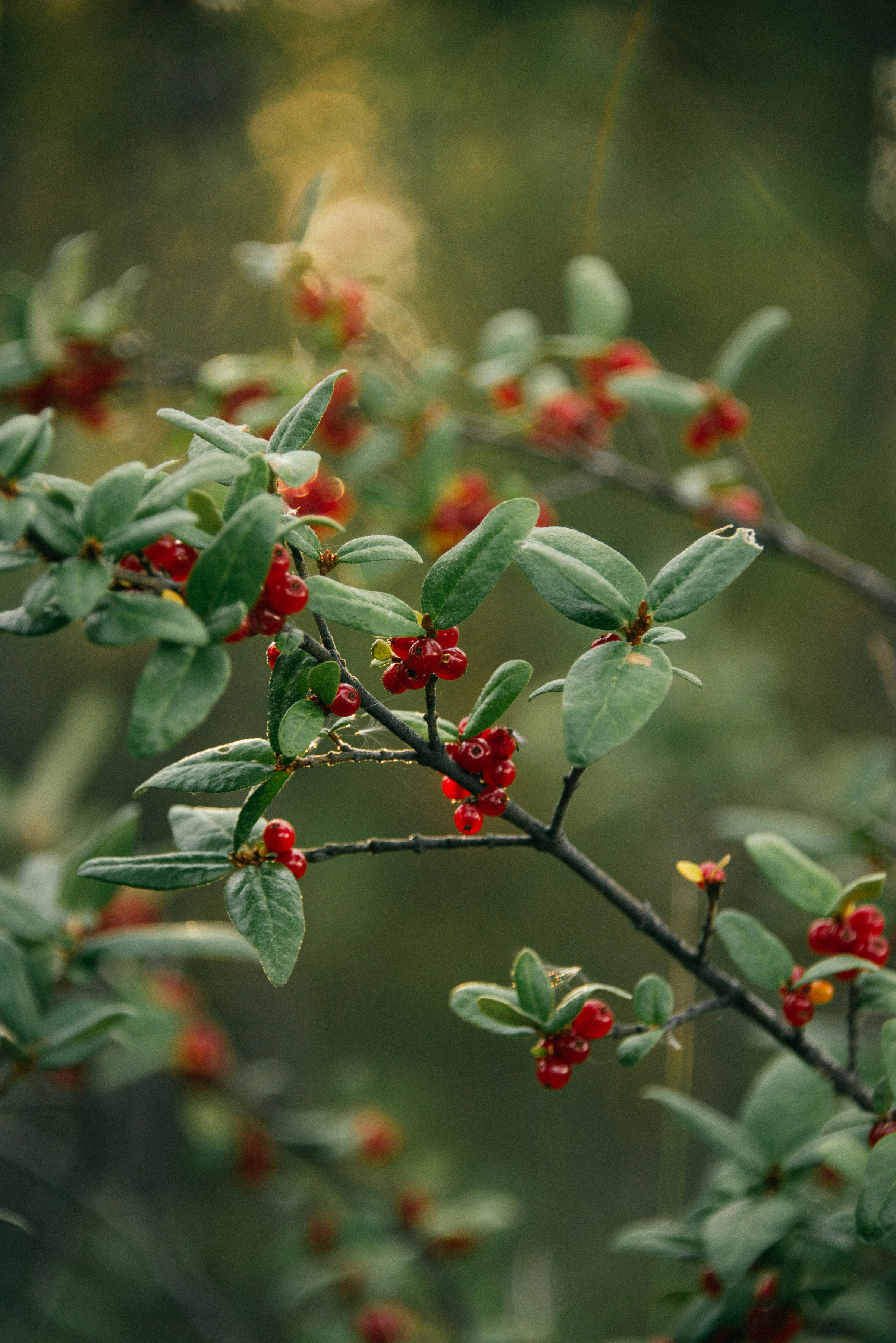 Close-up of a branch laden with vibrant red berries, surrounded by lush green leaves, set against a softly blurred background.
