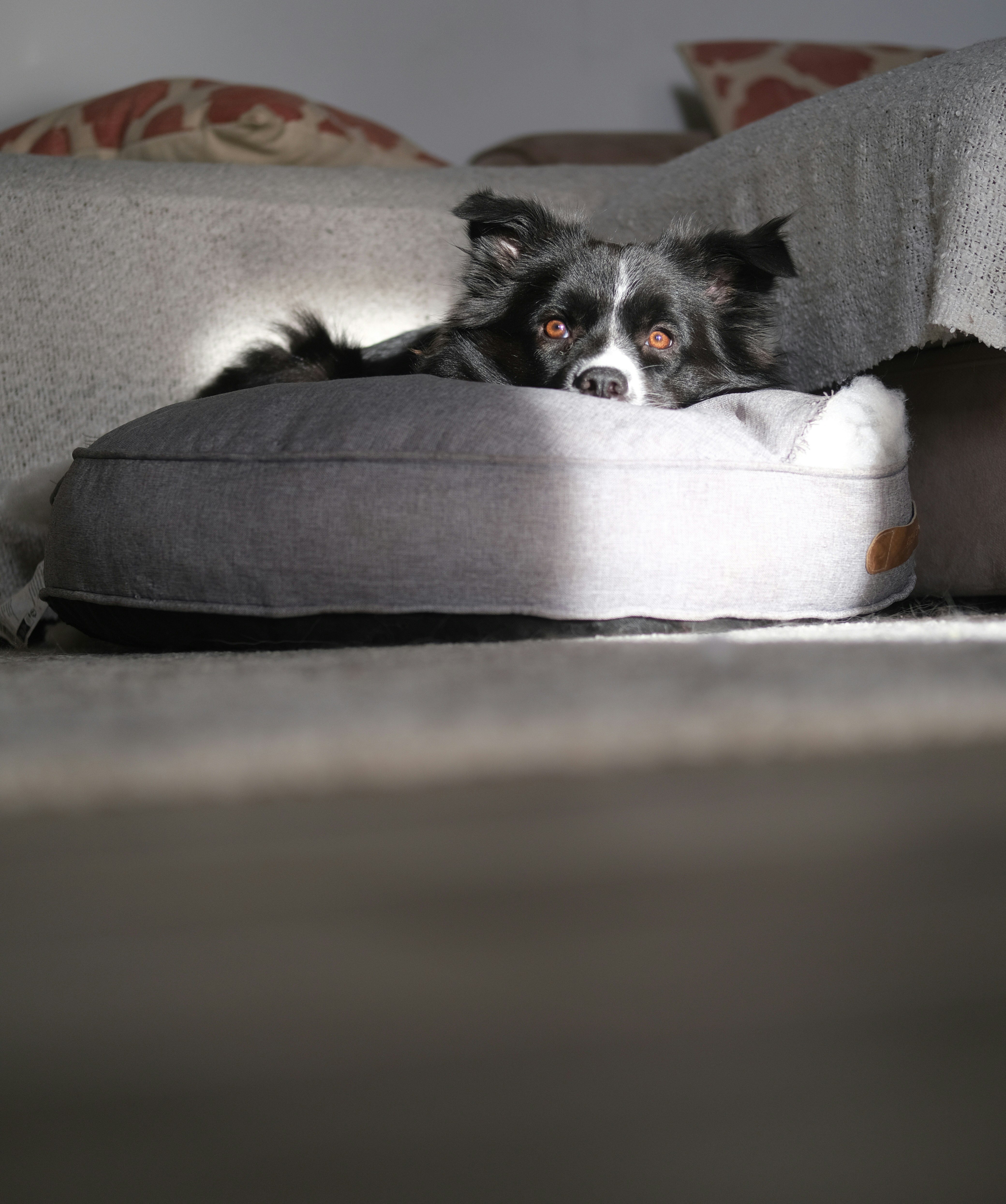 Red-eye Reverie: Border Collie at Rest on a Plush Bed
