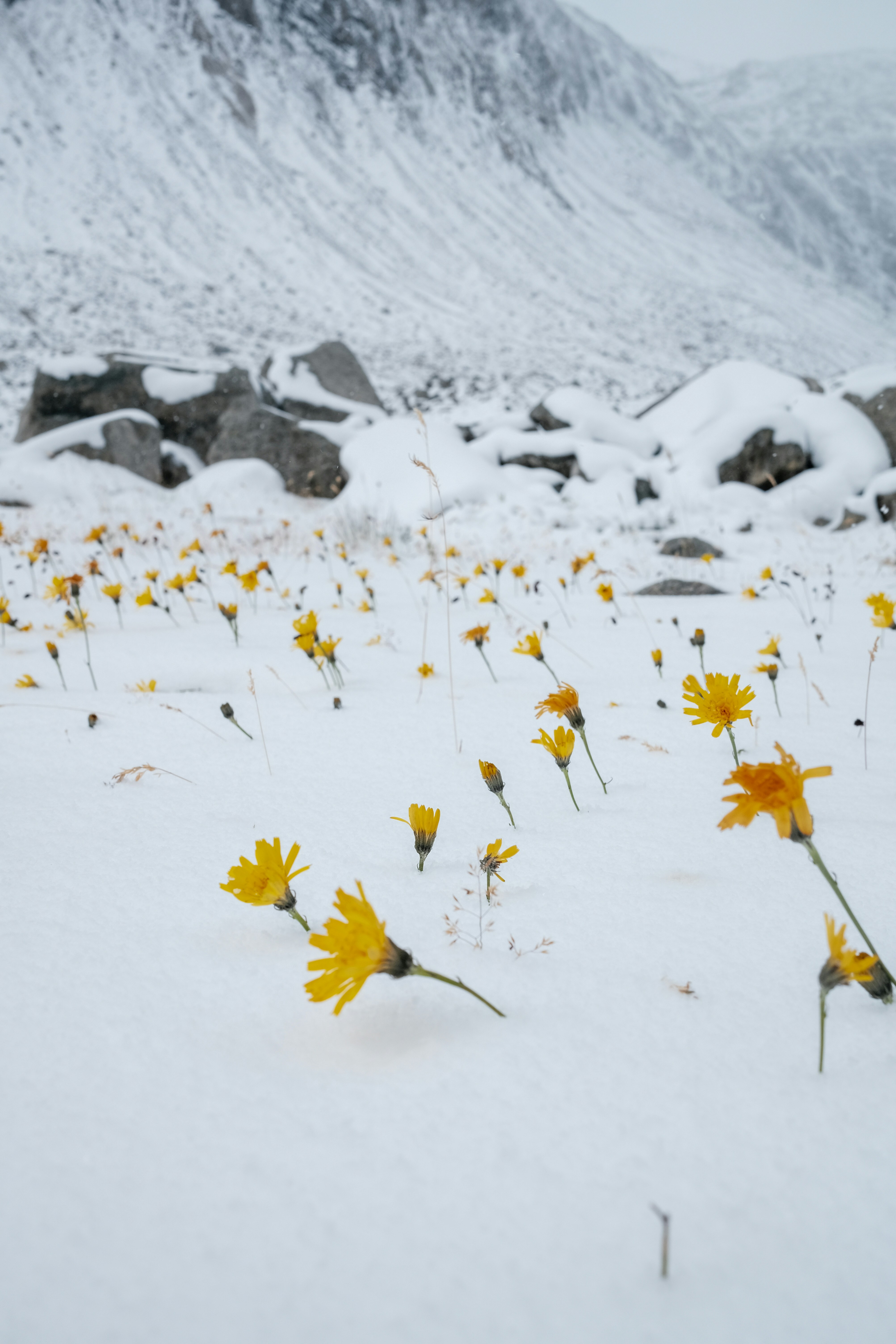Yellow Beacons in a Snow-Blanketed Field