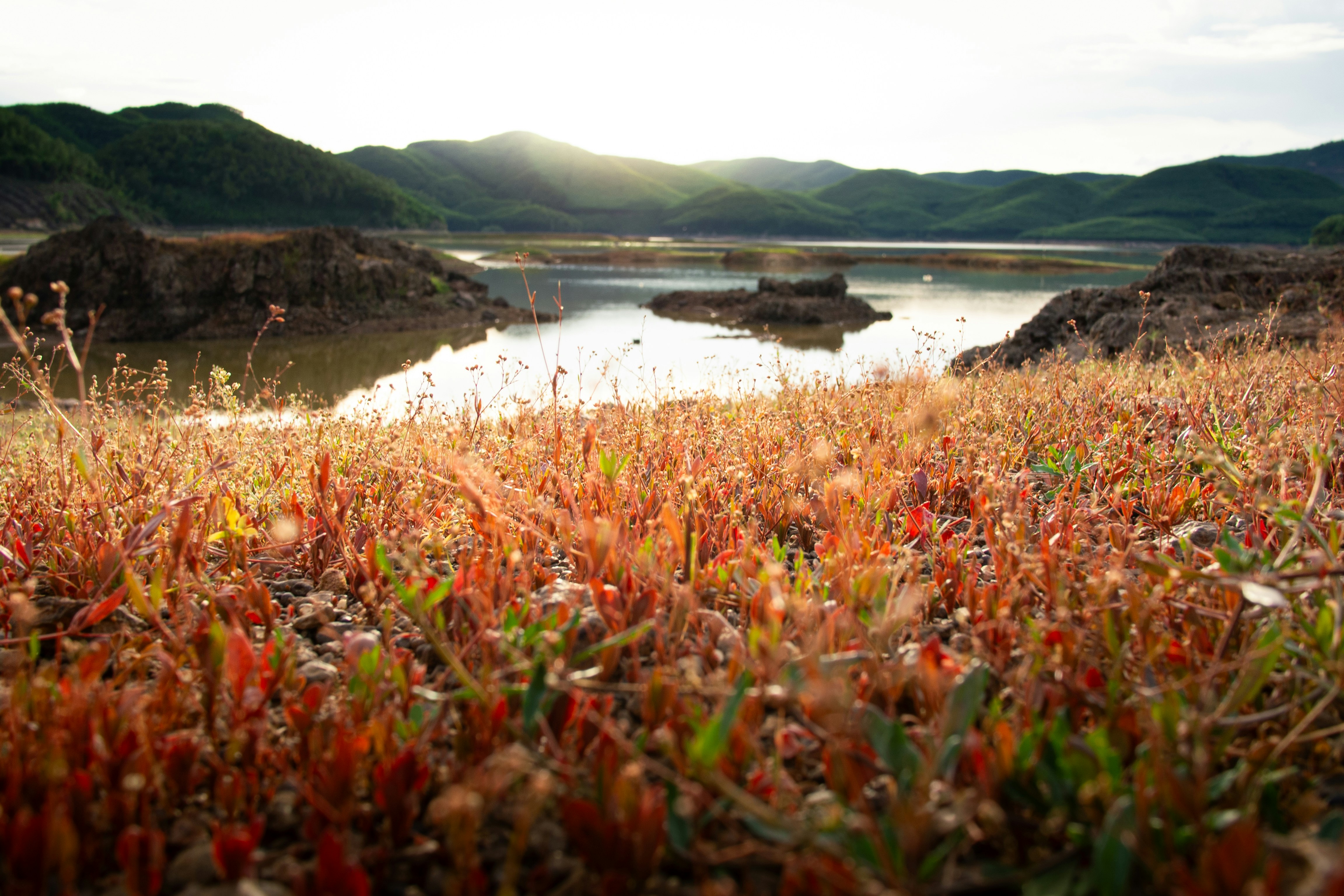 Red grasses in the foreground with a serene lake and rolling green hills in the background.