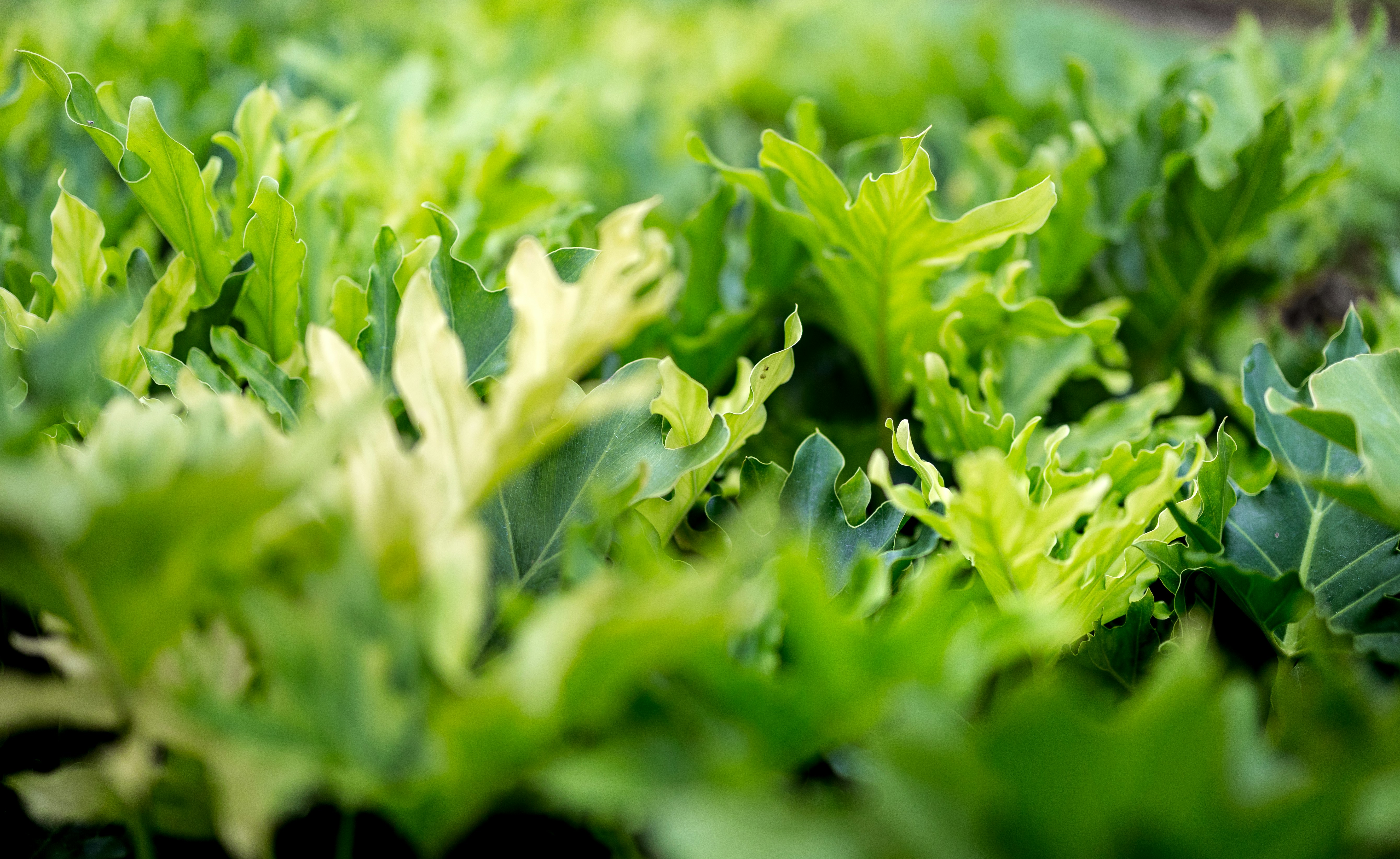 A close up of a bunch of green plants photo – Free Malaysia Image on ...