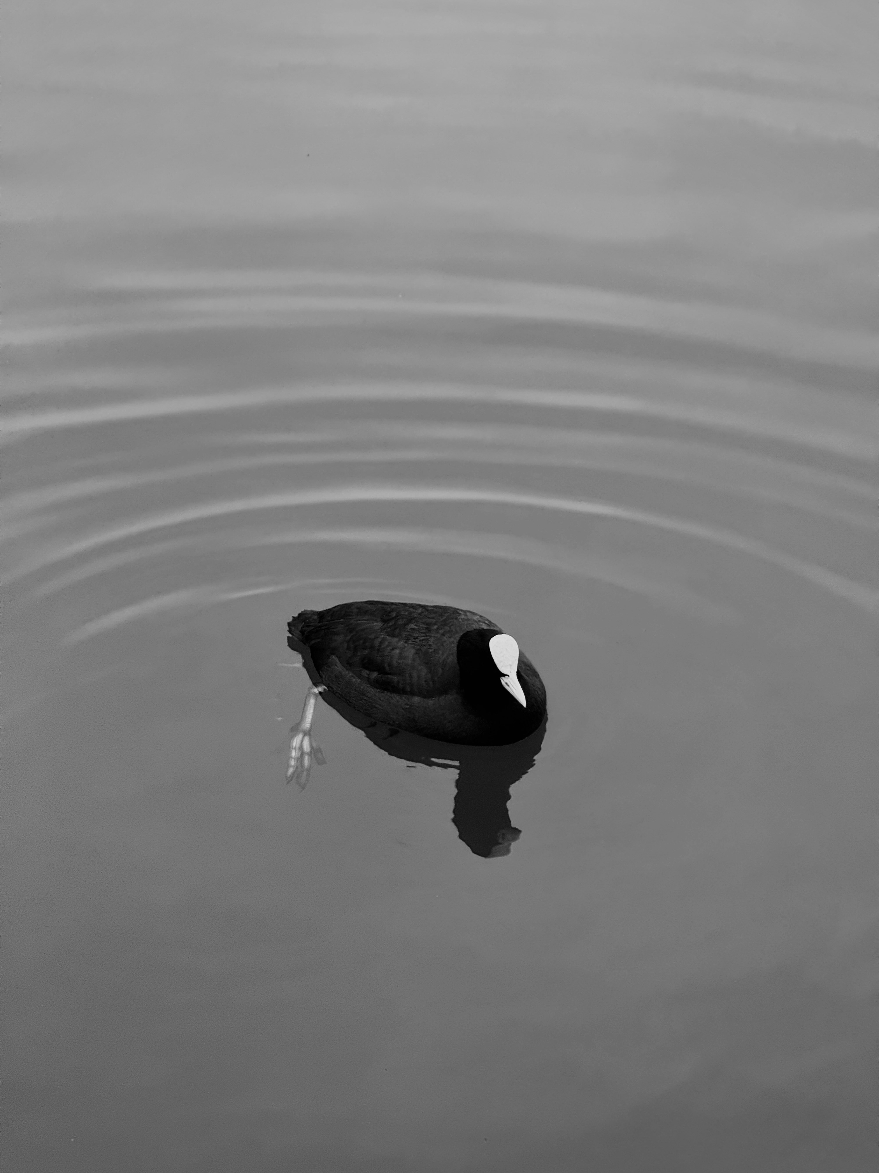 A black and white photo of a duck in the water photo – Free Animal ...