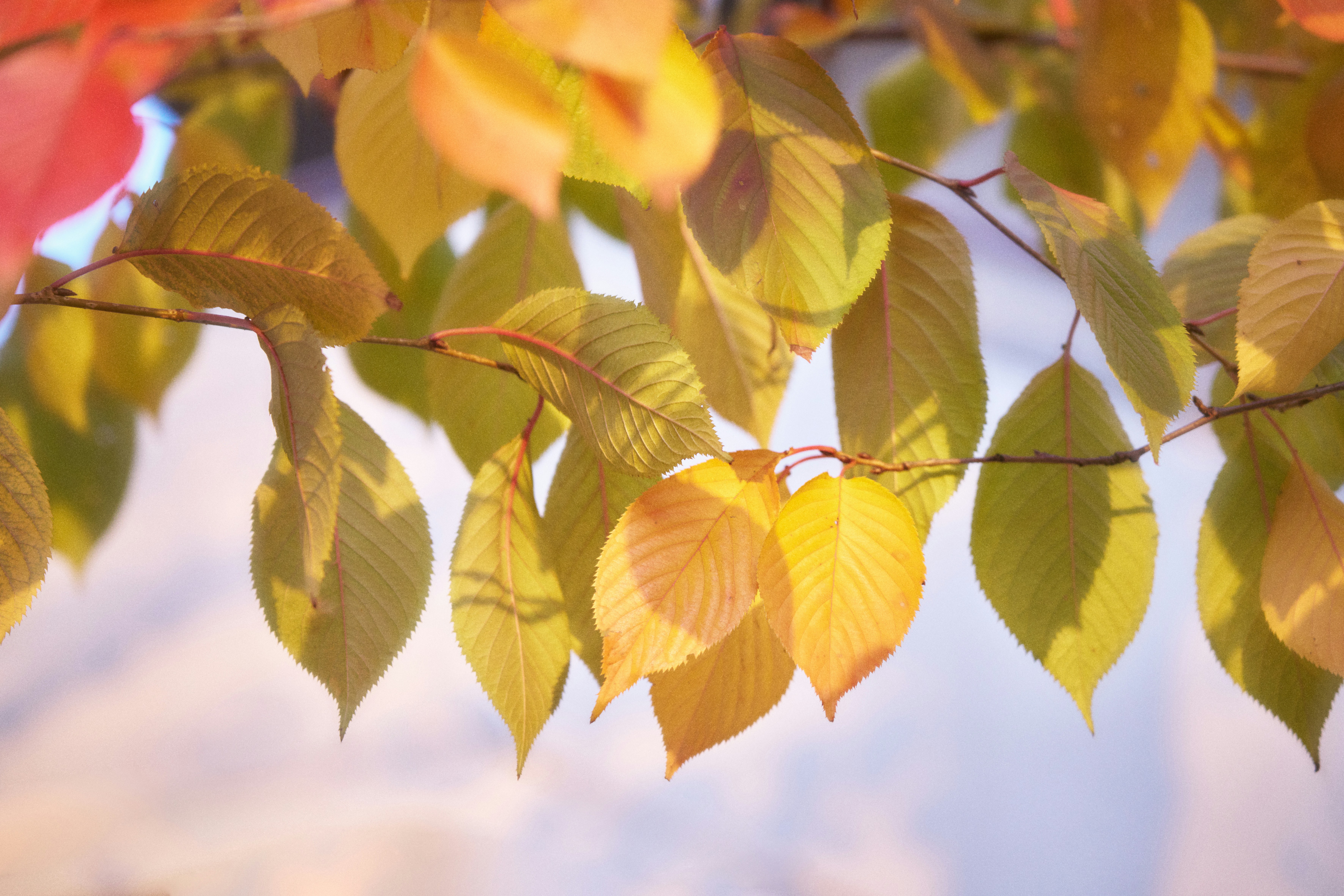 A close up of leaves on a tree photo – Free Osaka Image on Unsplash