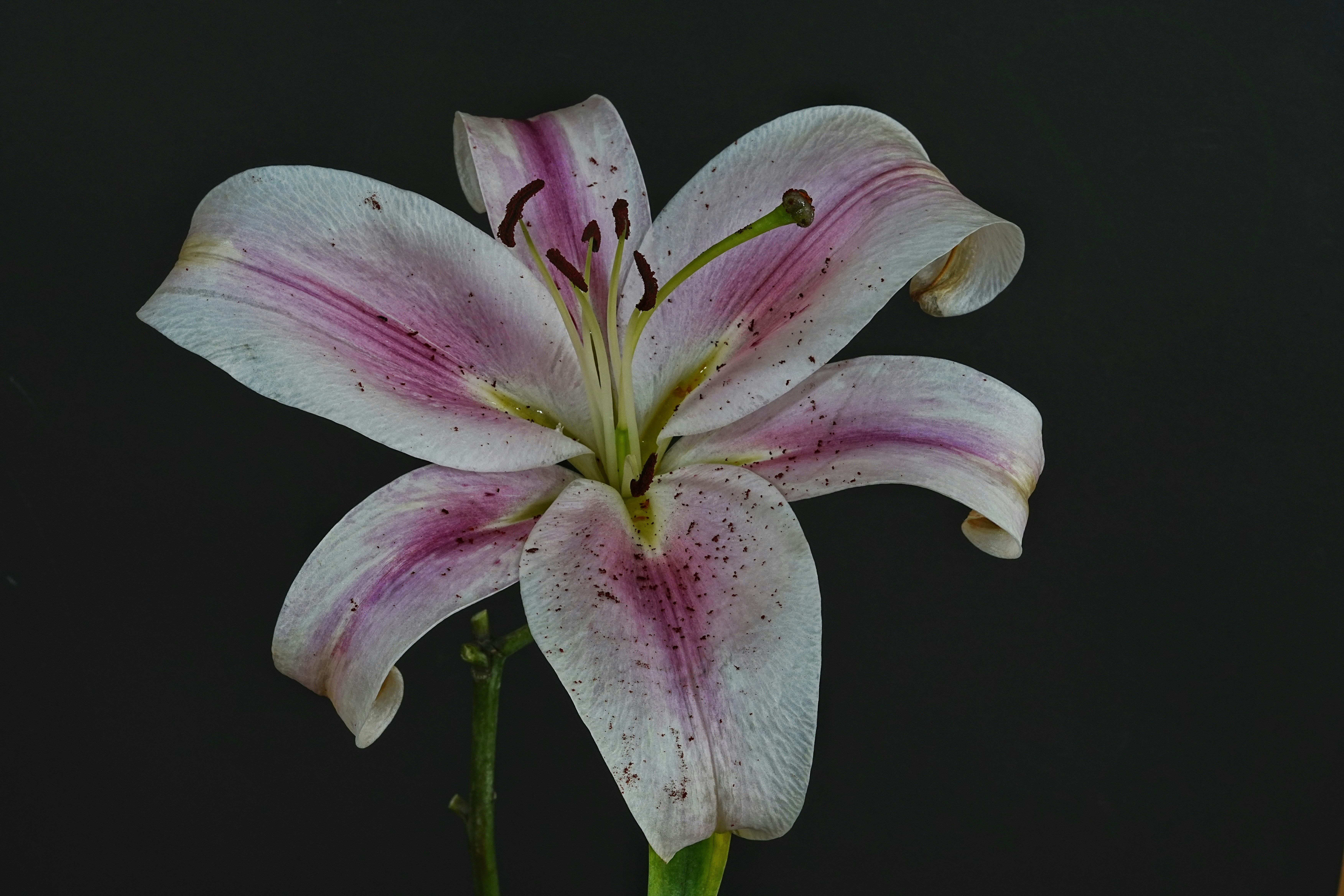 Starlit Lily: Pale Petals with Magenta Veins Against Velvet Black