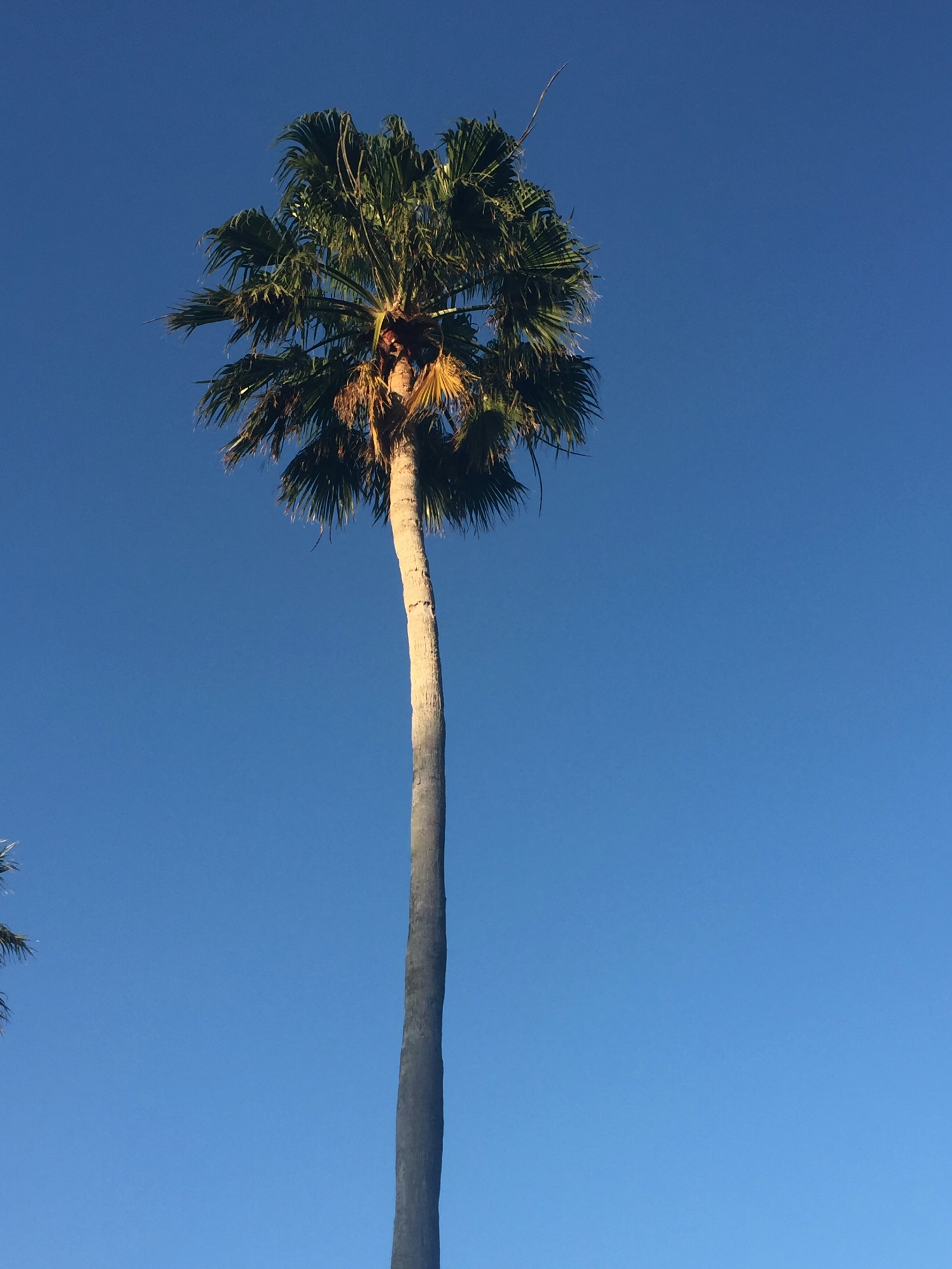 Palm tree