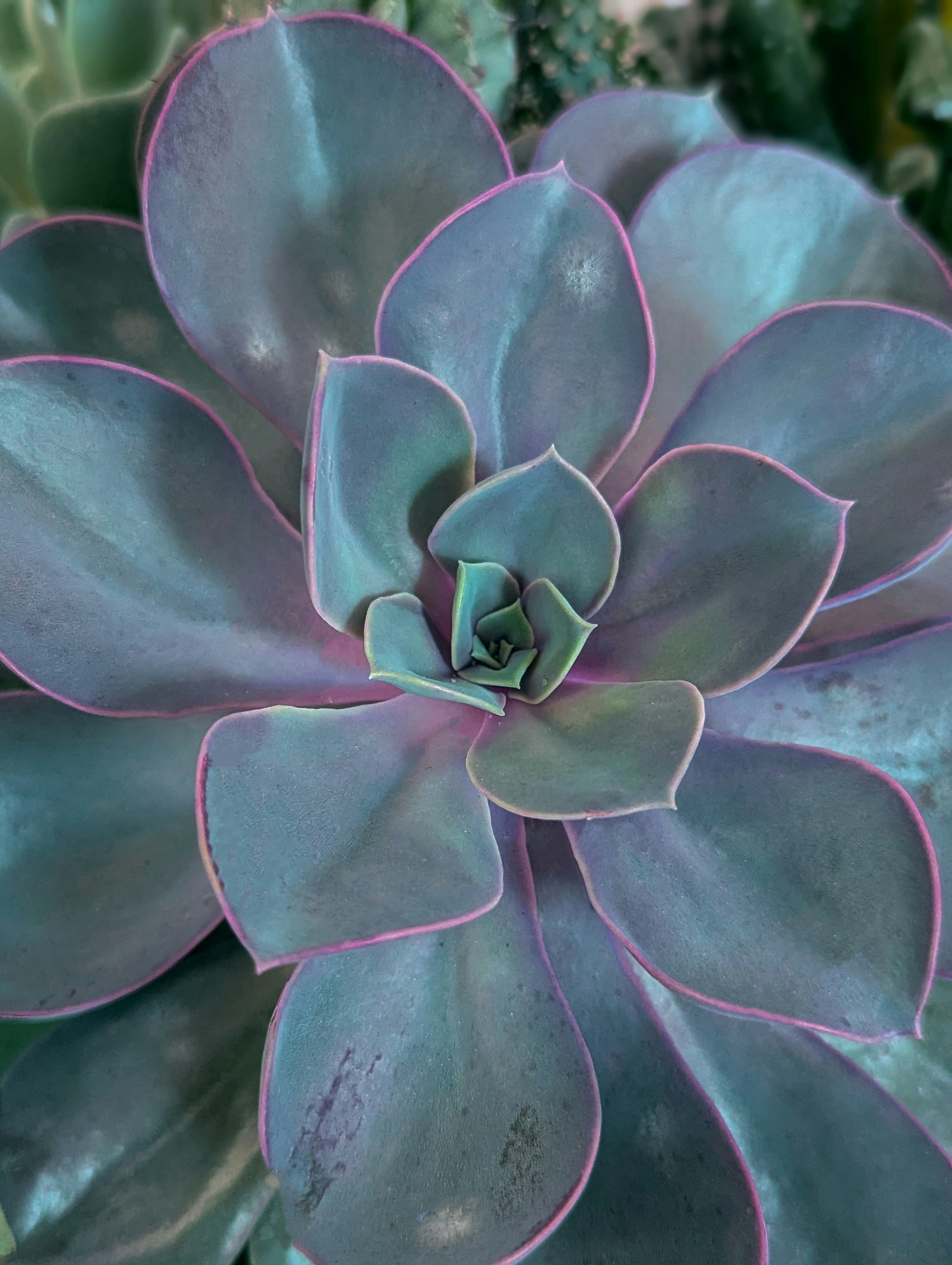 Rosette of Teal and Pink: A Succulent’s Quiet Focus