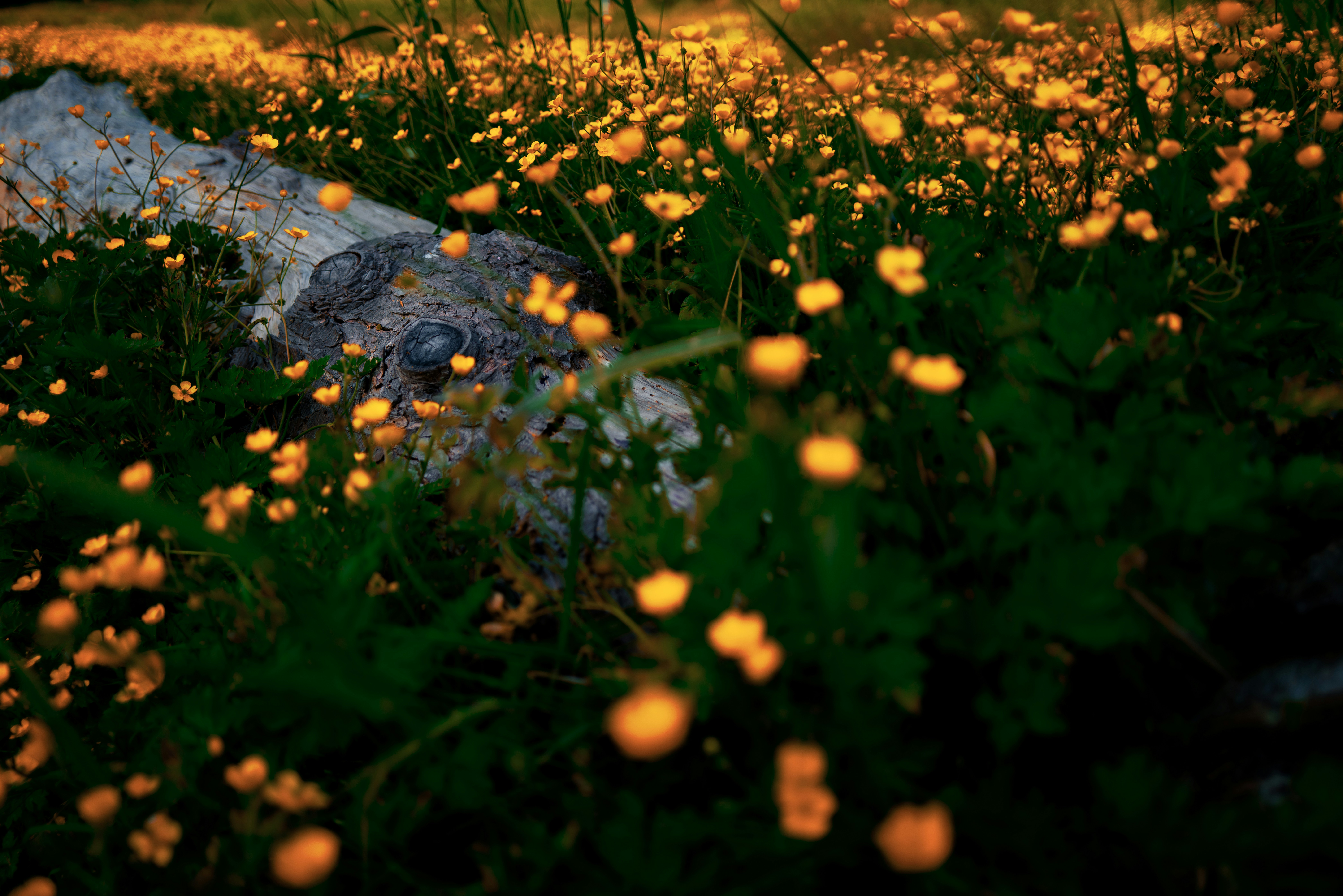 Rock Among Buttercups in Golden Hour Light
