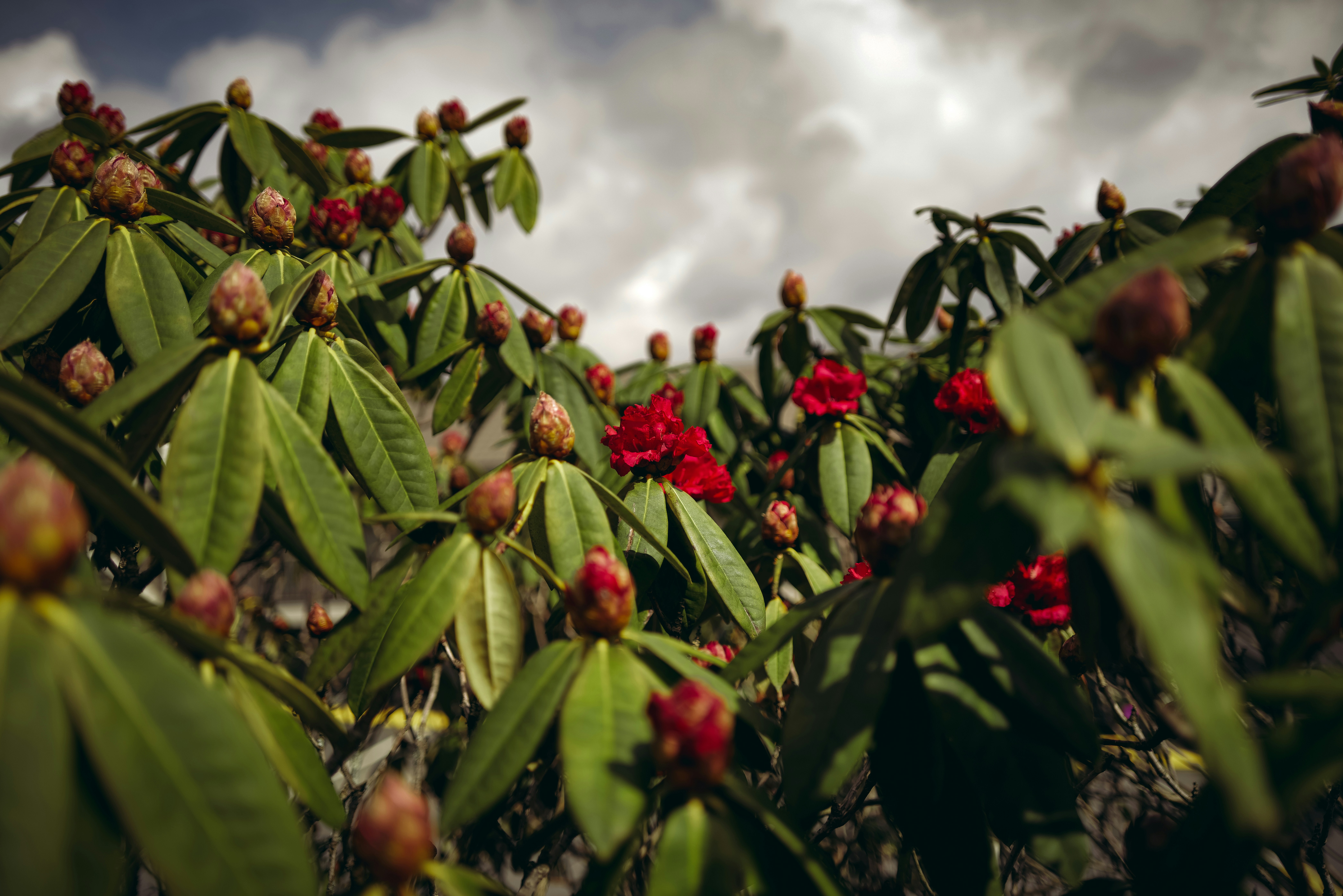 Crimson Buds Framing a Moody Green Corridor Under a Cloudy Sky