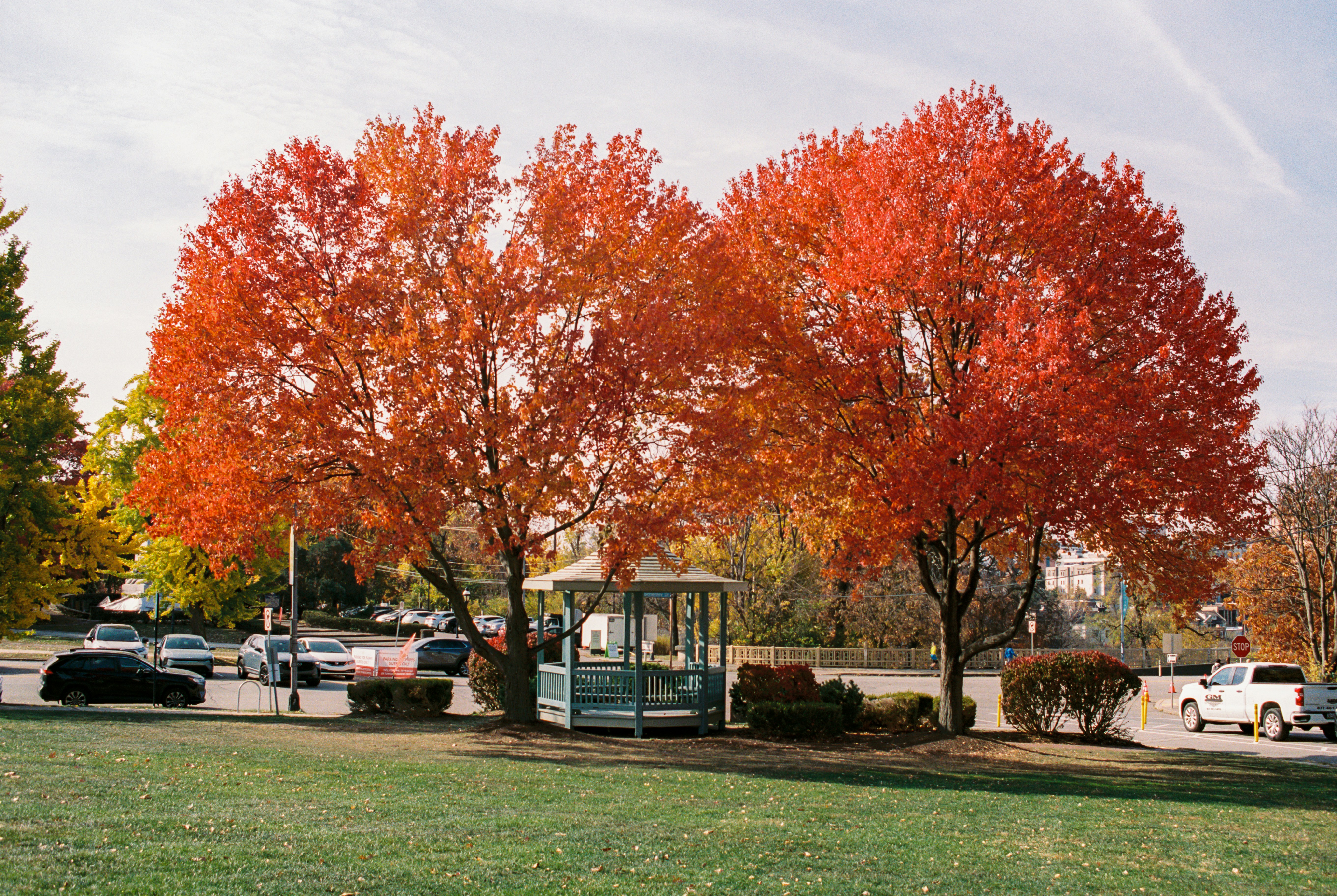 A group of trees with red leaves in a park photo – Free Pittsburgh ...