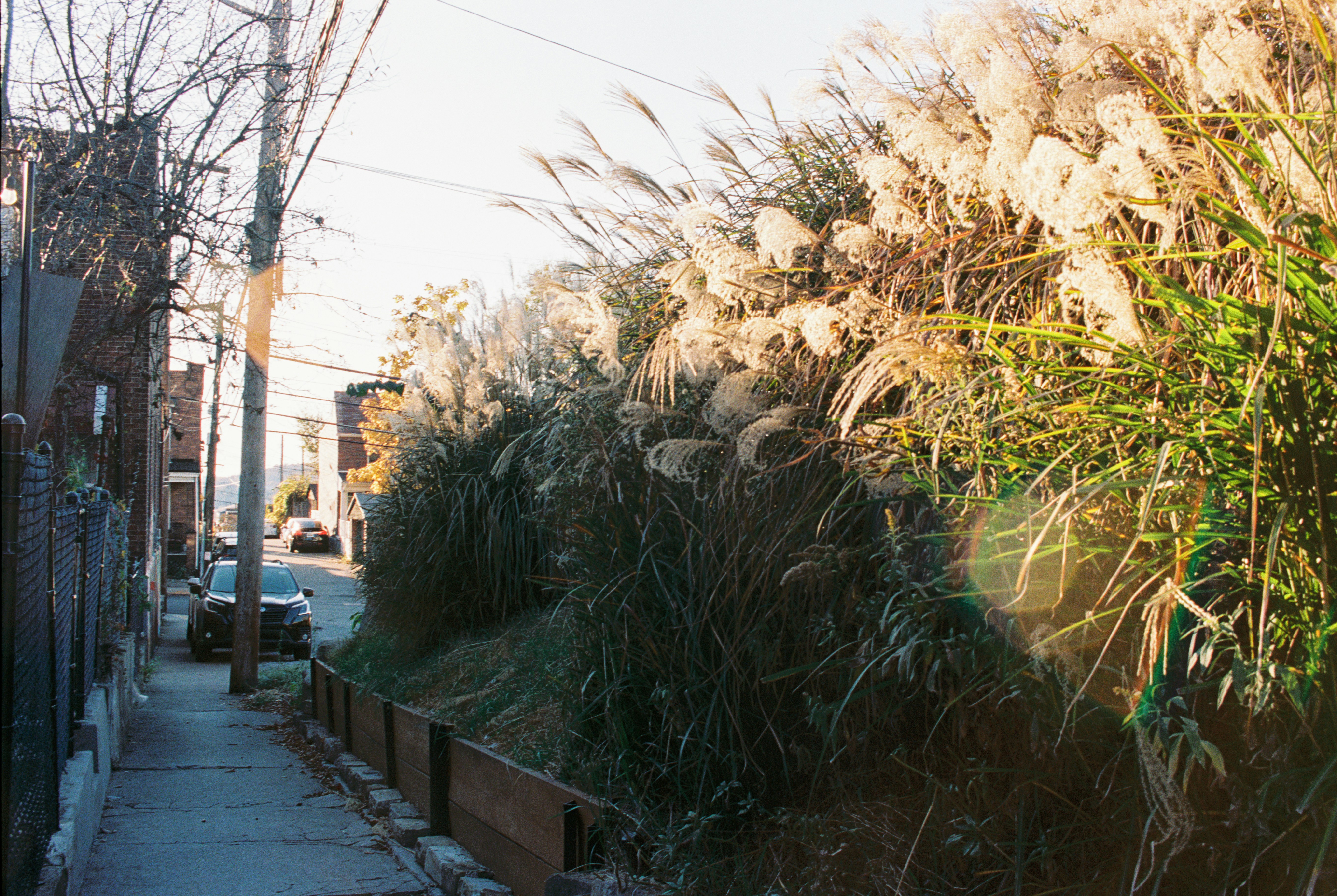 A view of a street with tall grass on the side of it photo – Free ...