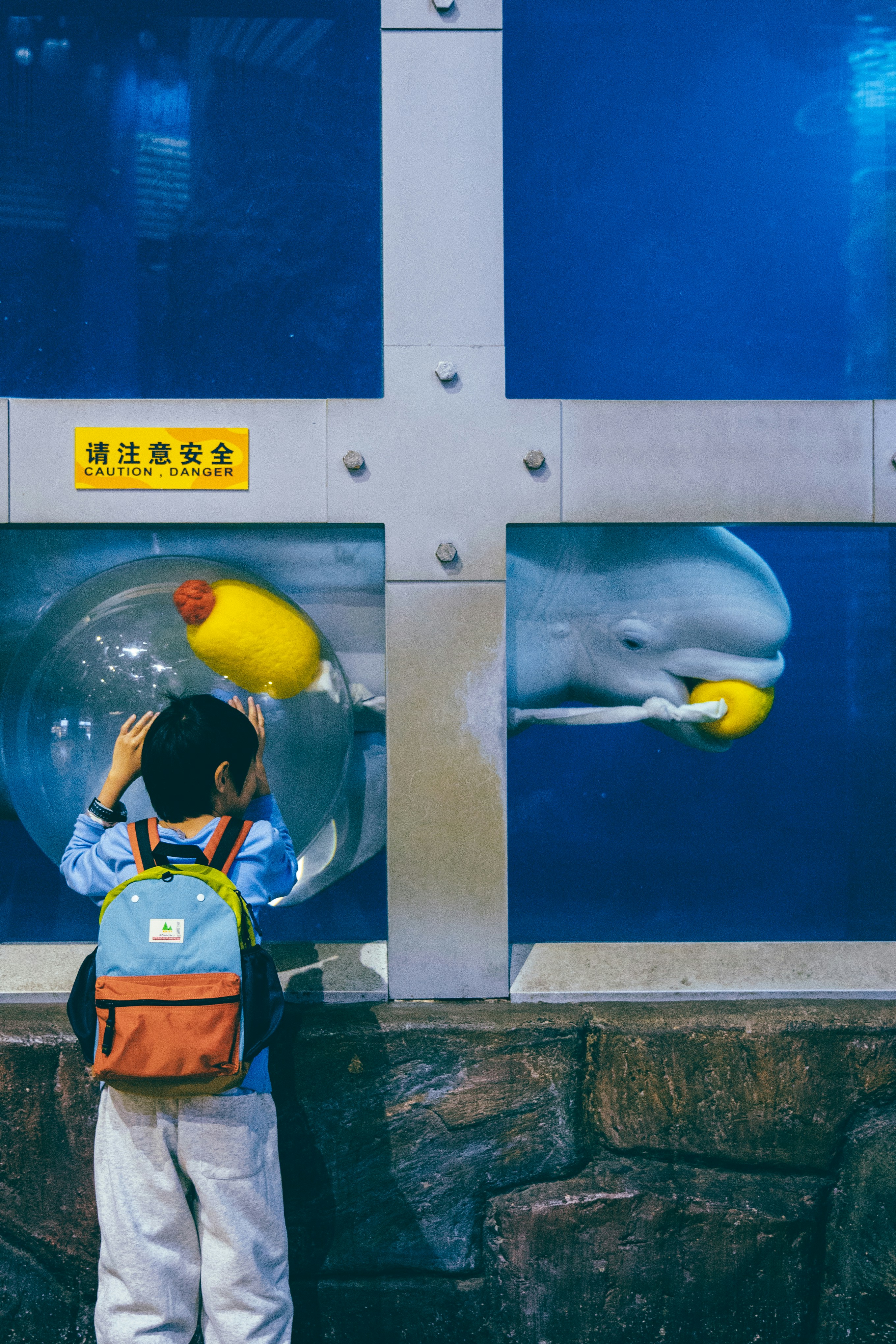 A little boy standing next to a wall with a fake dolphin in it photo ...