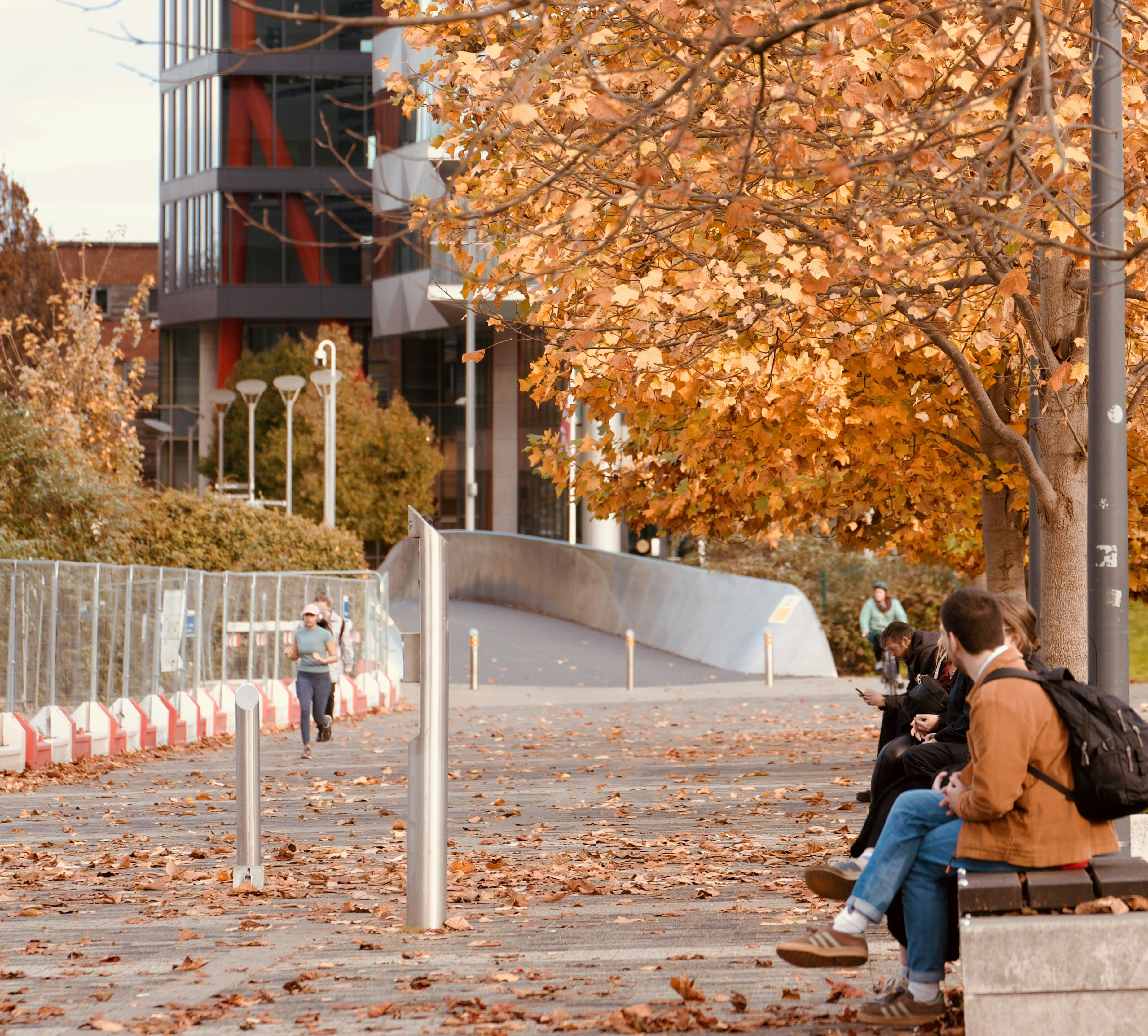 Golden Canopy and Concrete: A Bench Scene in Autumn Campus Light