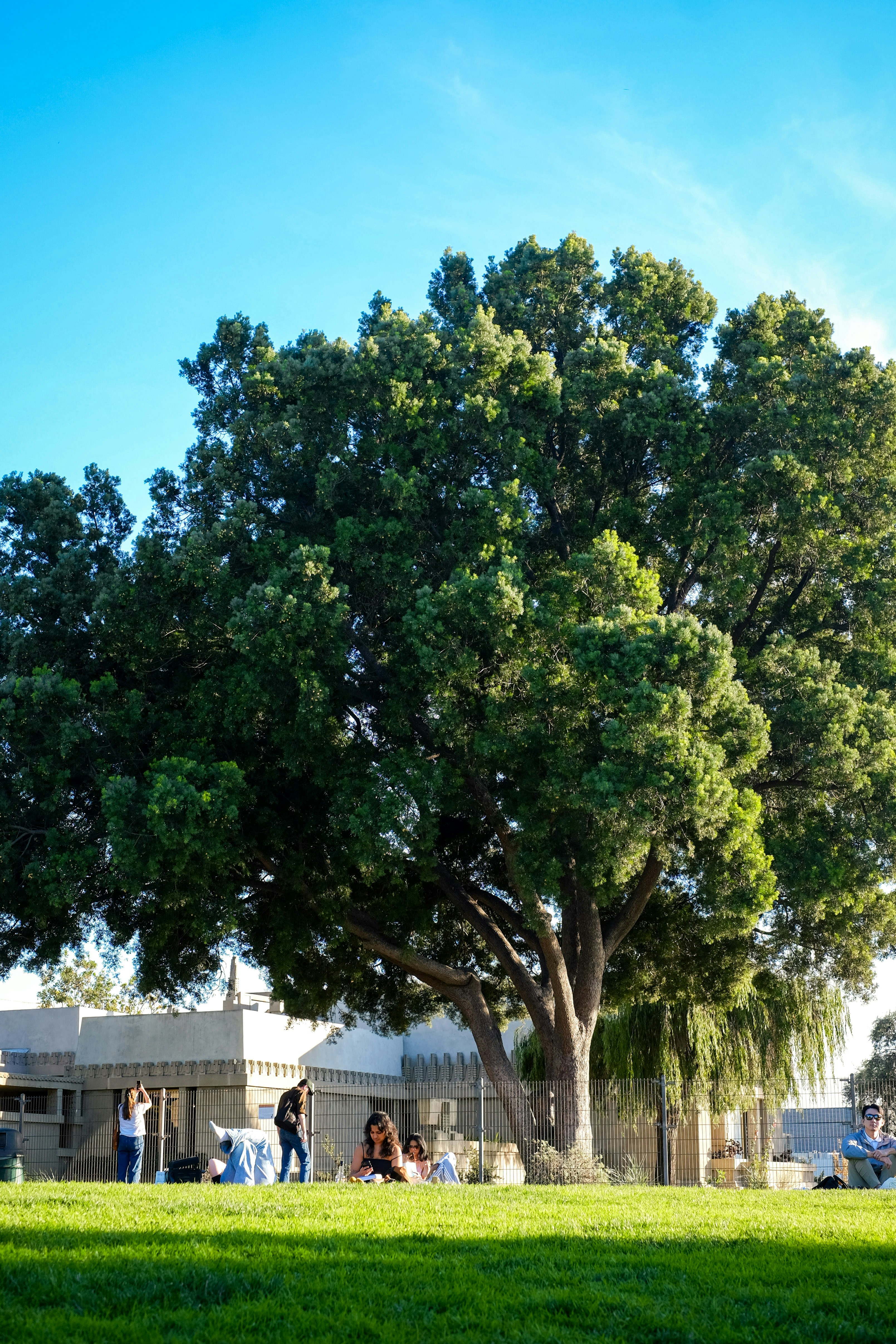 Canopy Cathedral: Sunlit Park Beneath a Grand Tree