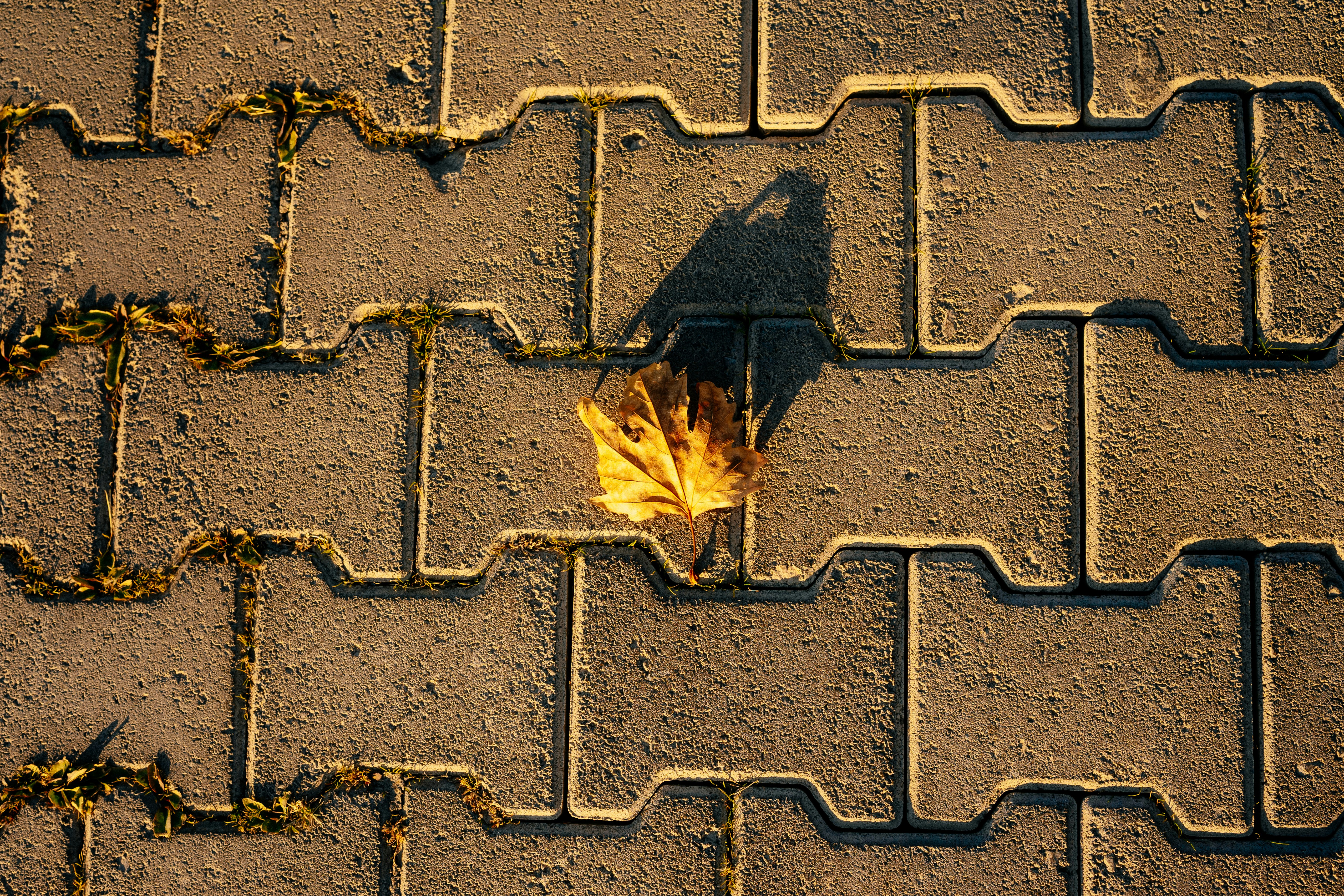 Lone Autumn Leaf on Mud-Tiled Pavement