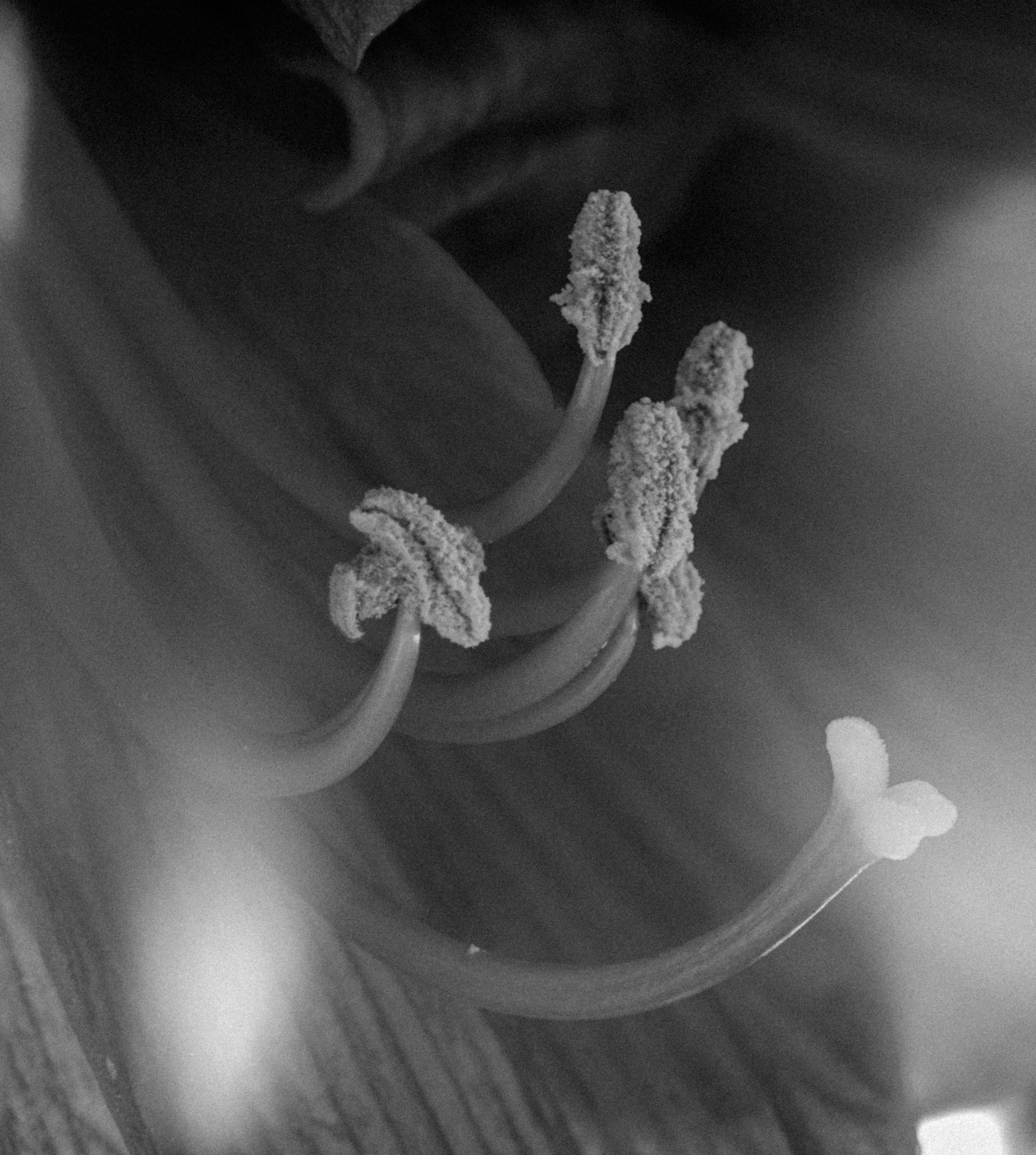 Photo by Damir Korotaj with Sony Alpha 7R IIIA