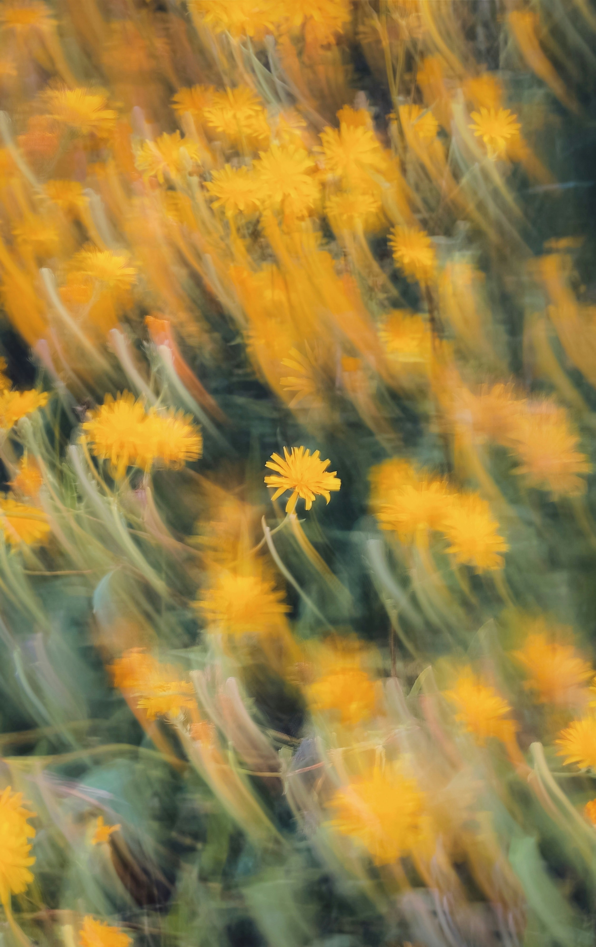 Une photo floue de fleurs jaunes dans un champ photo – Image gratuite ...