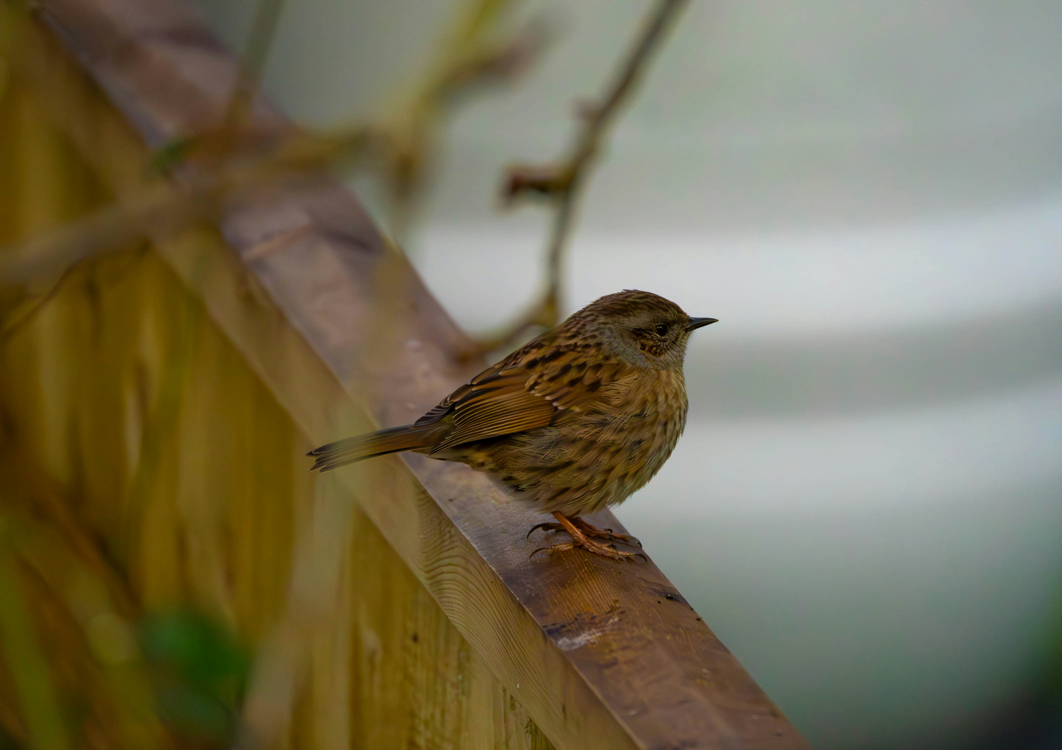A Moment of Stillness: The Garden's Watchful Guardian