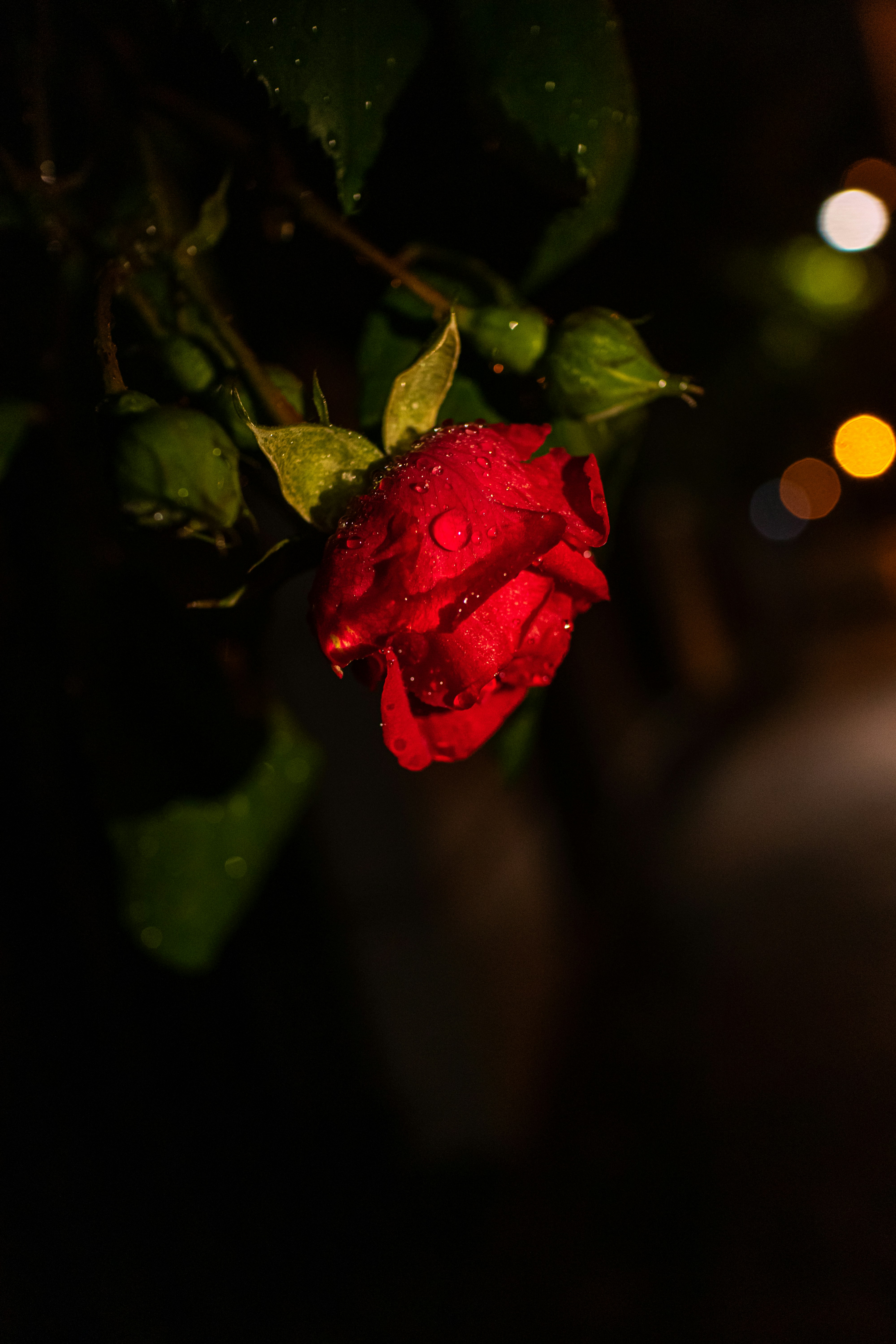 Crimson Rose in Neon Night: A Dewy Bloom in Focus