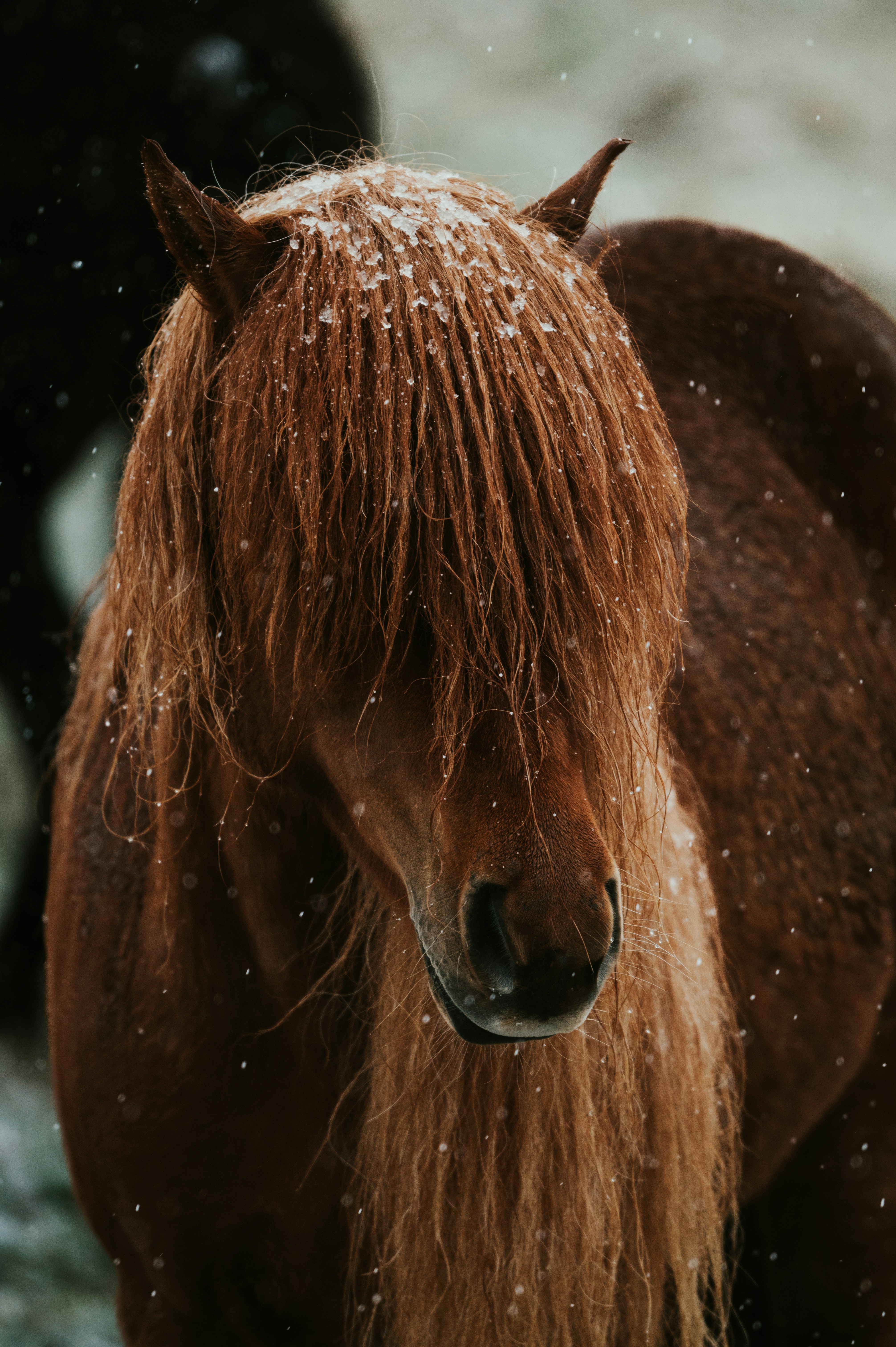 Winter's Veiled Gaze: Chestnut Horse in Snow