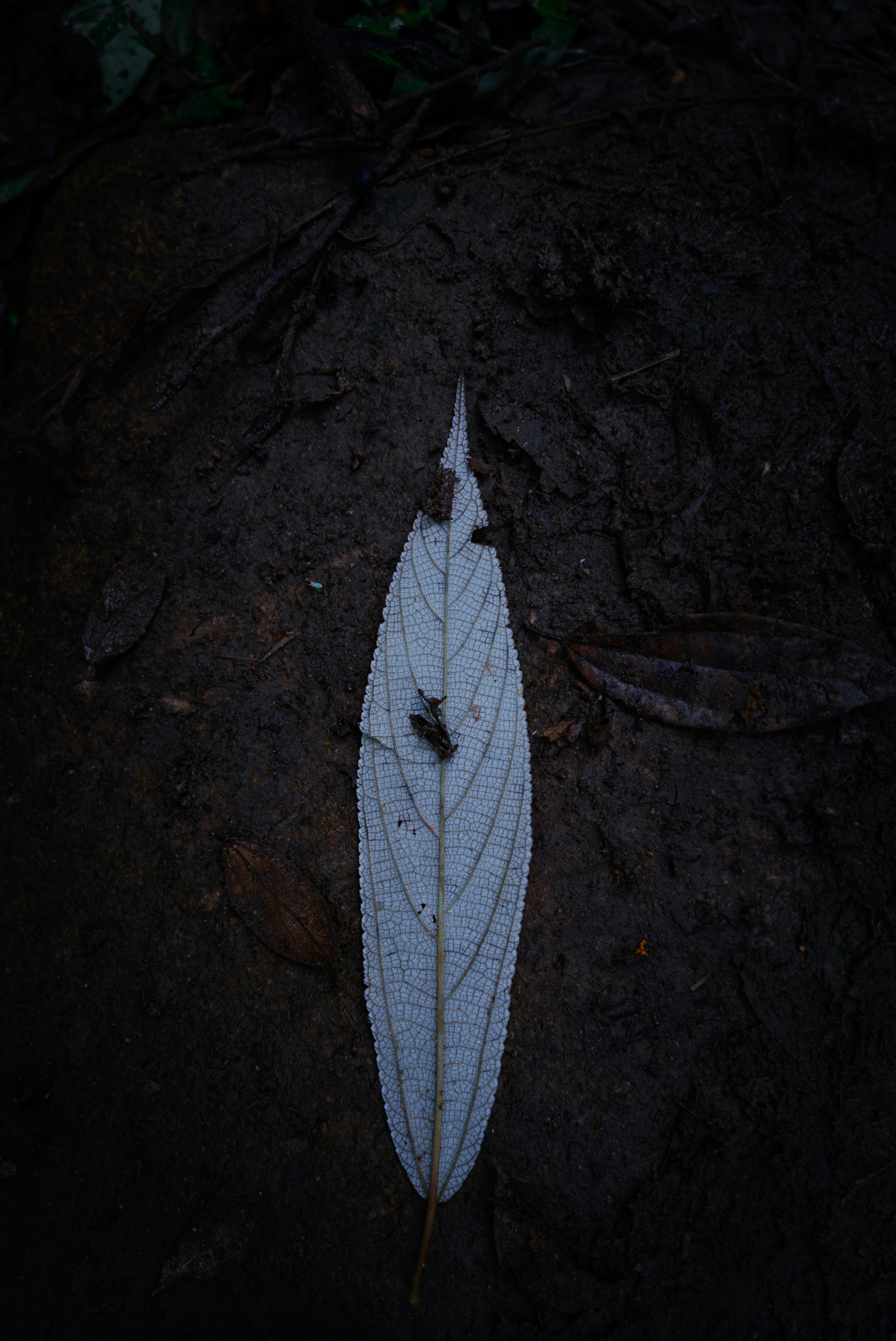 Frost-veined leaf resting on a shadowed forest floor