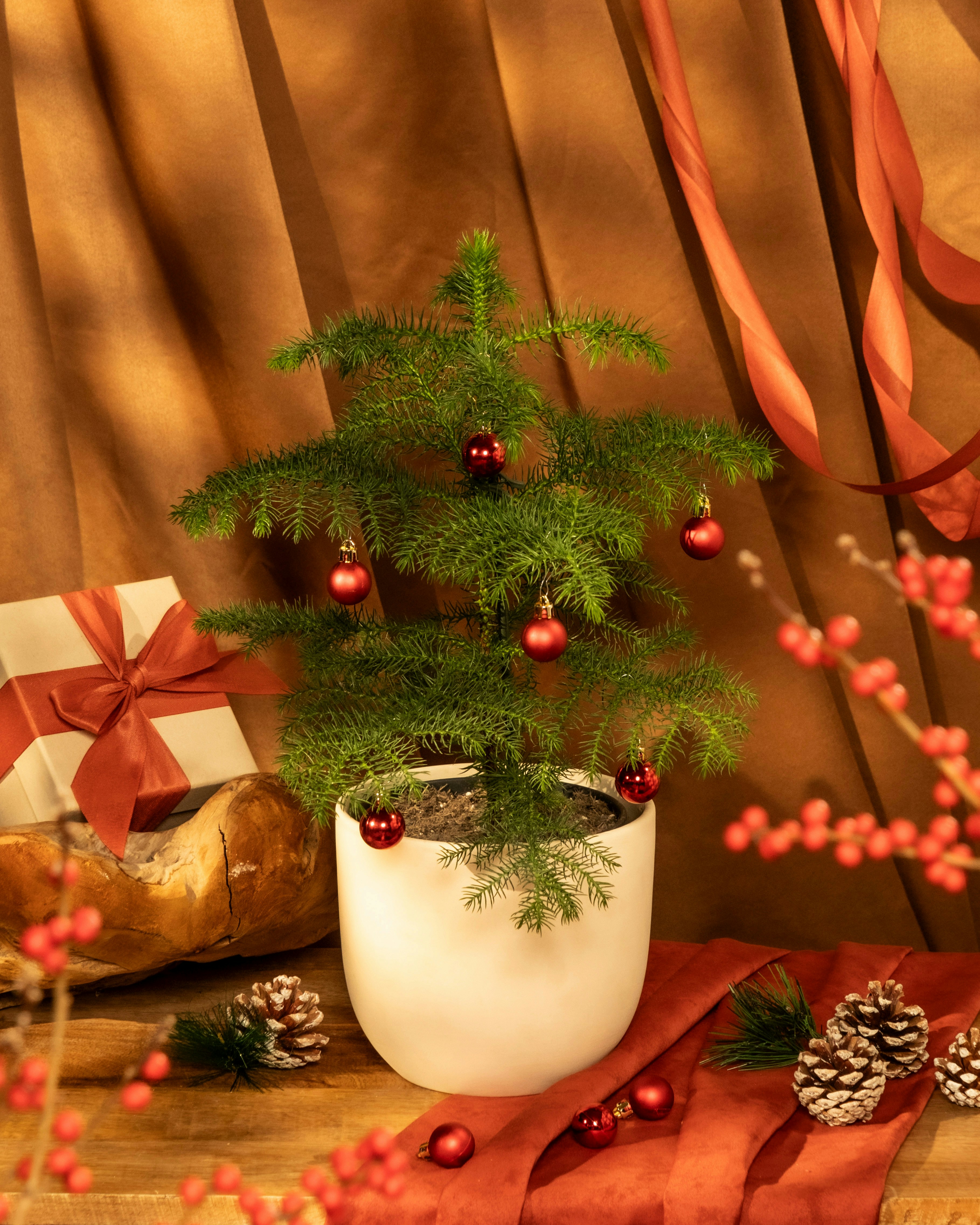 A small christmas tree in a white pot photo – Free Christmas Image on ...
