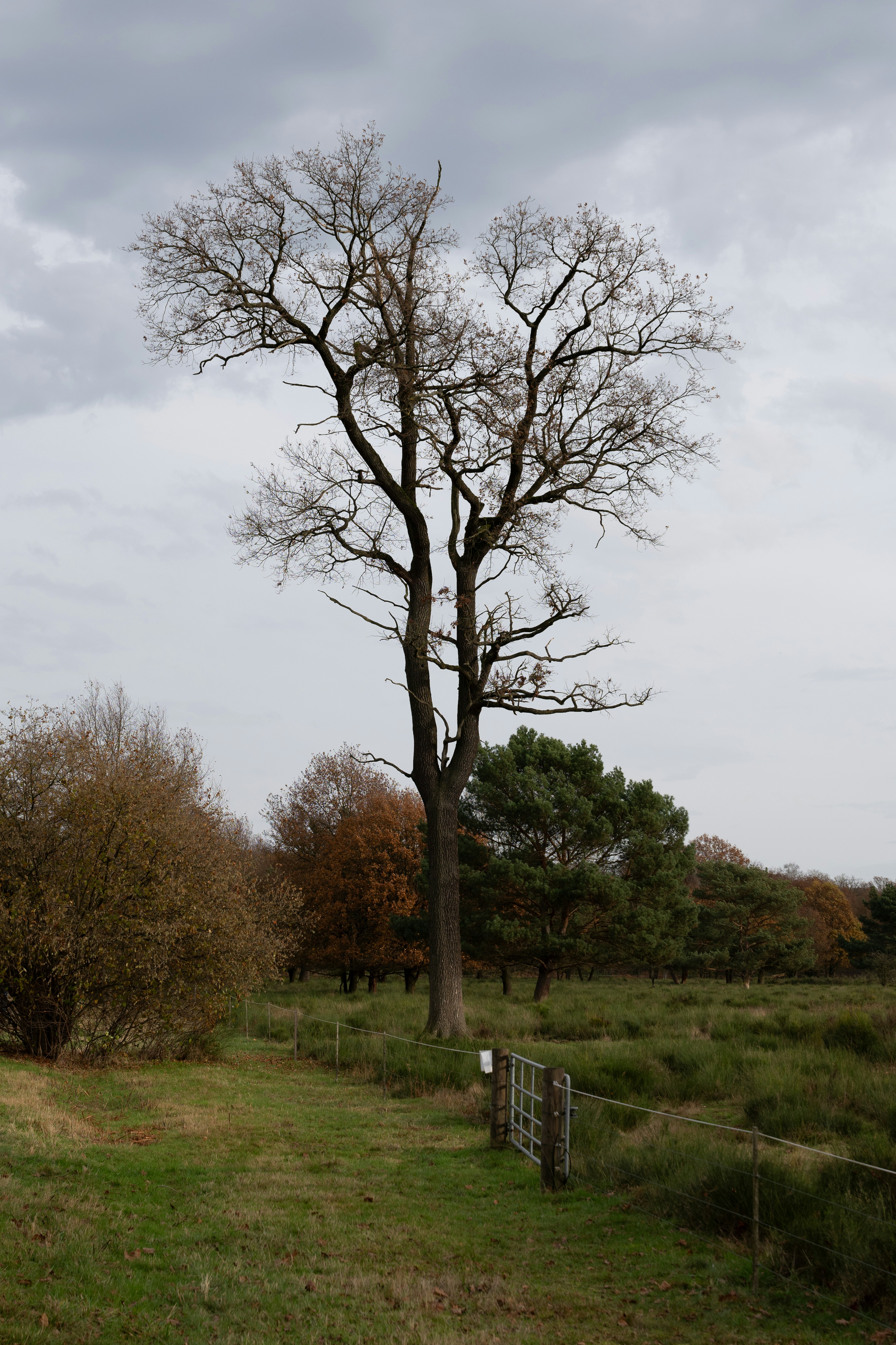 Lone Arboreal Sentinel Amid Autumn Quiet