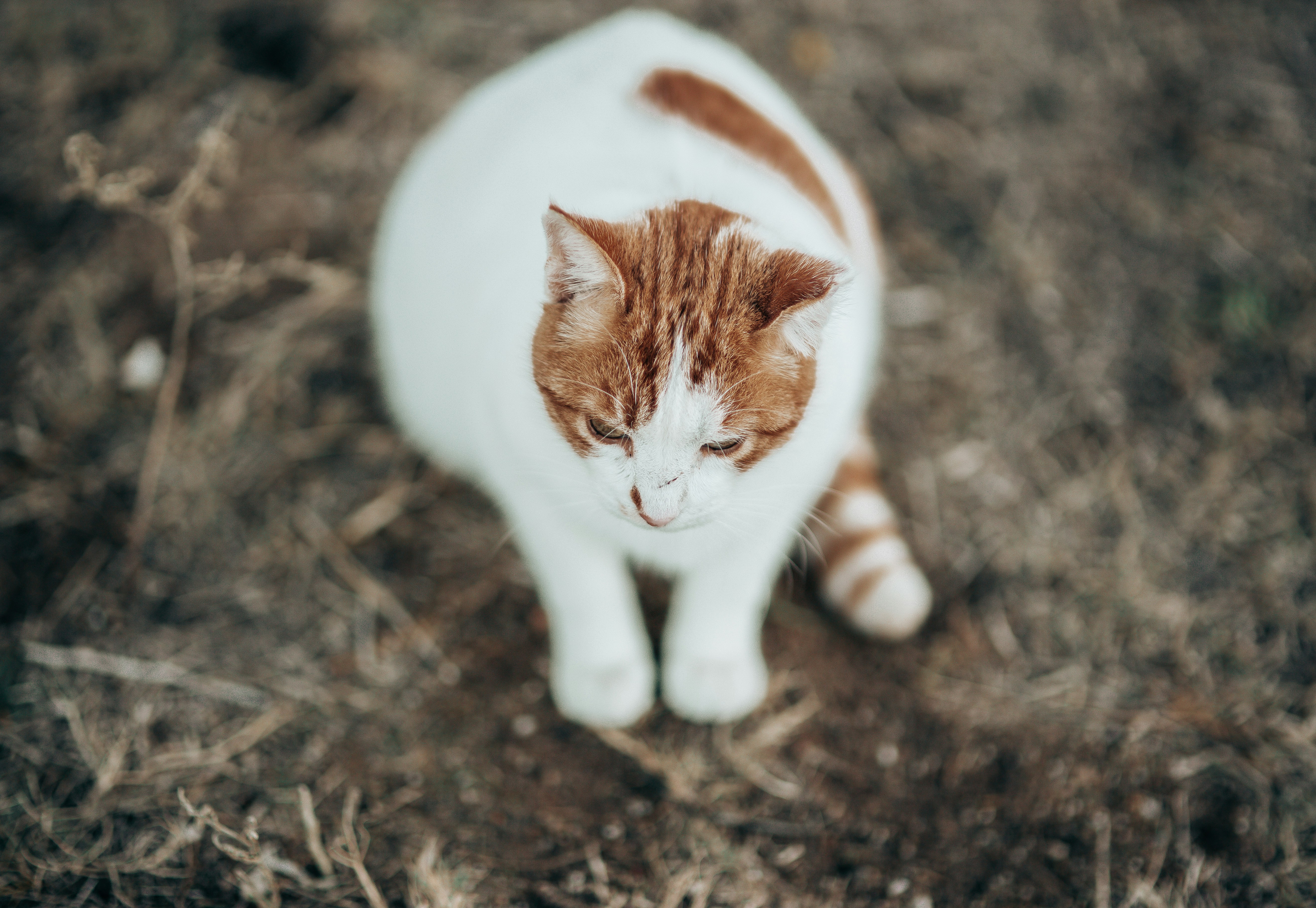 Soft-Focus Cat Stroll on Earthy Ground