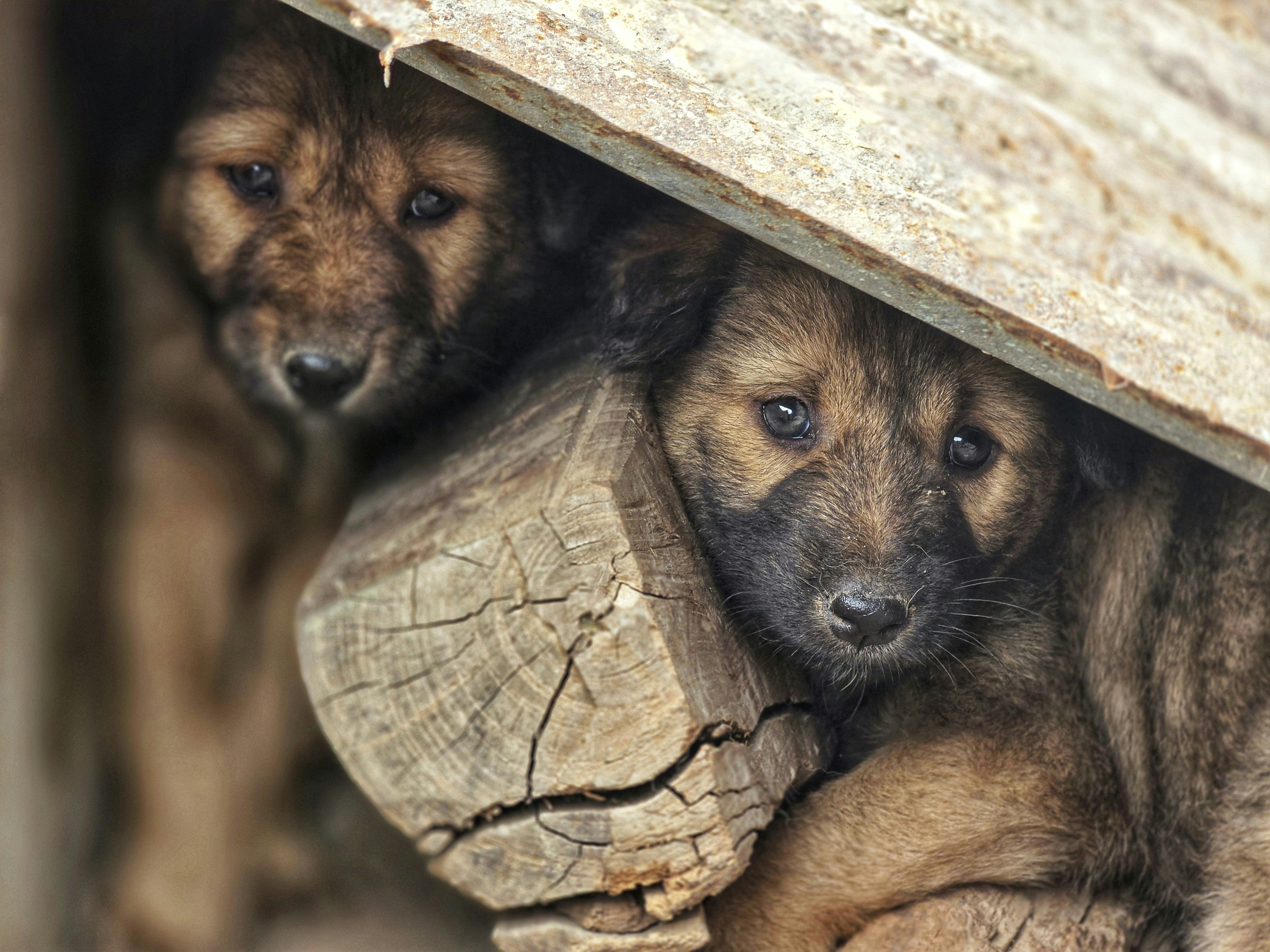 Two dogs are peeking out from under a log photo – Free Nanded-waghala ...