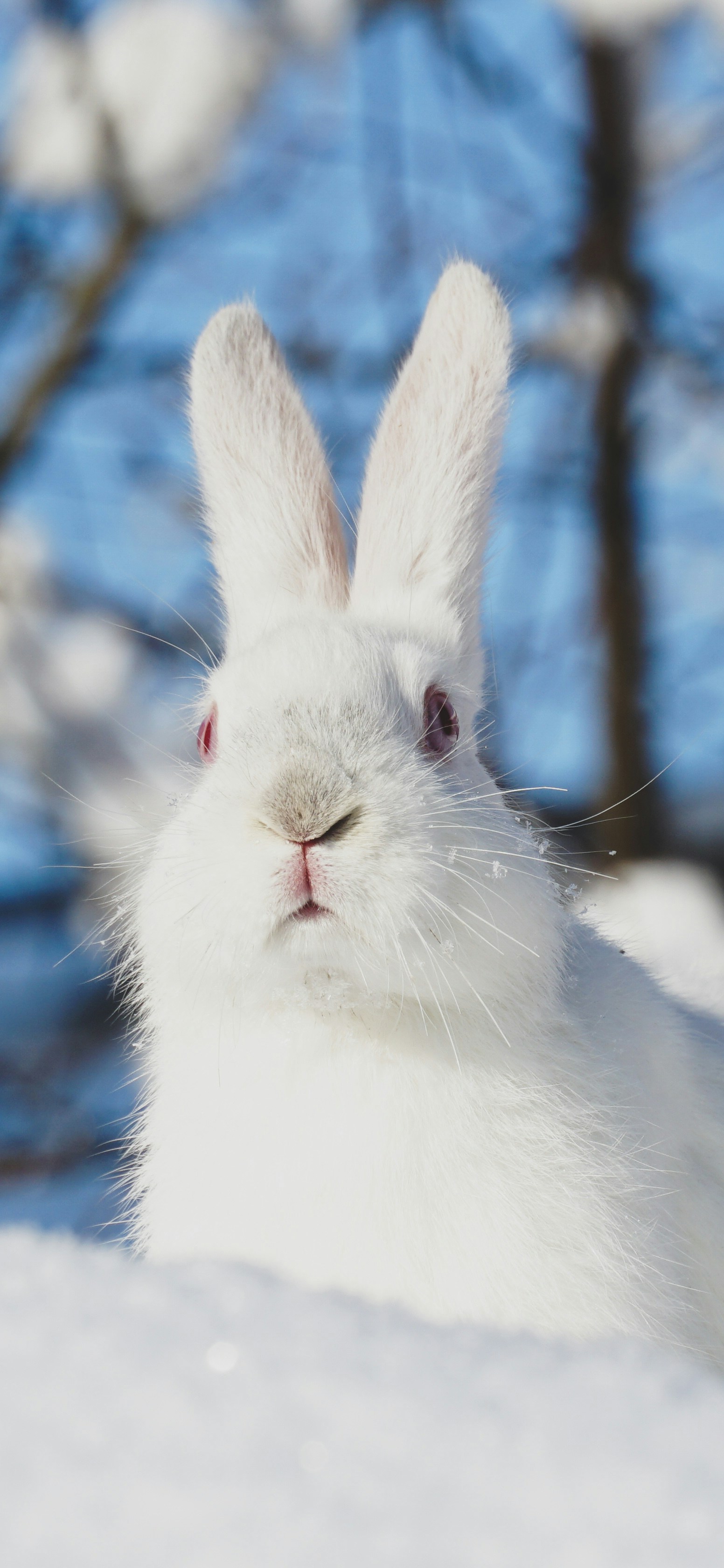 A white rabbit is sitting in the snow photo – Free Rabbit Image on Unsplash