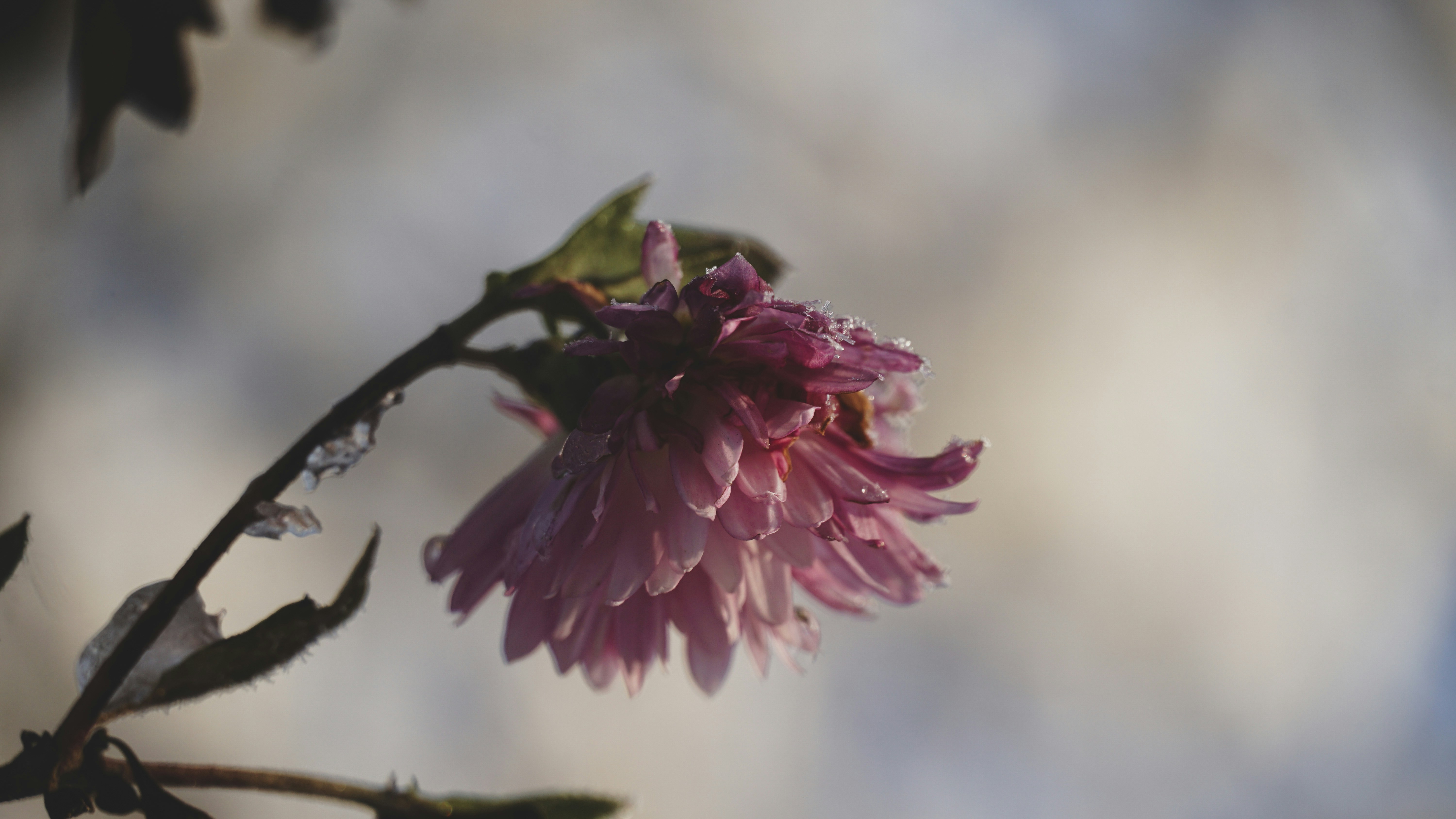 Pink chrysanthemum with an ice drop at dawn