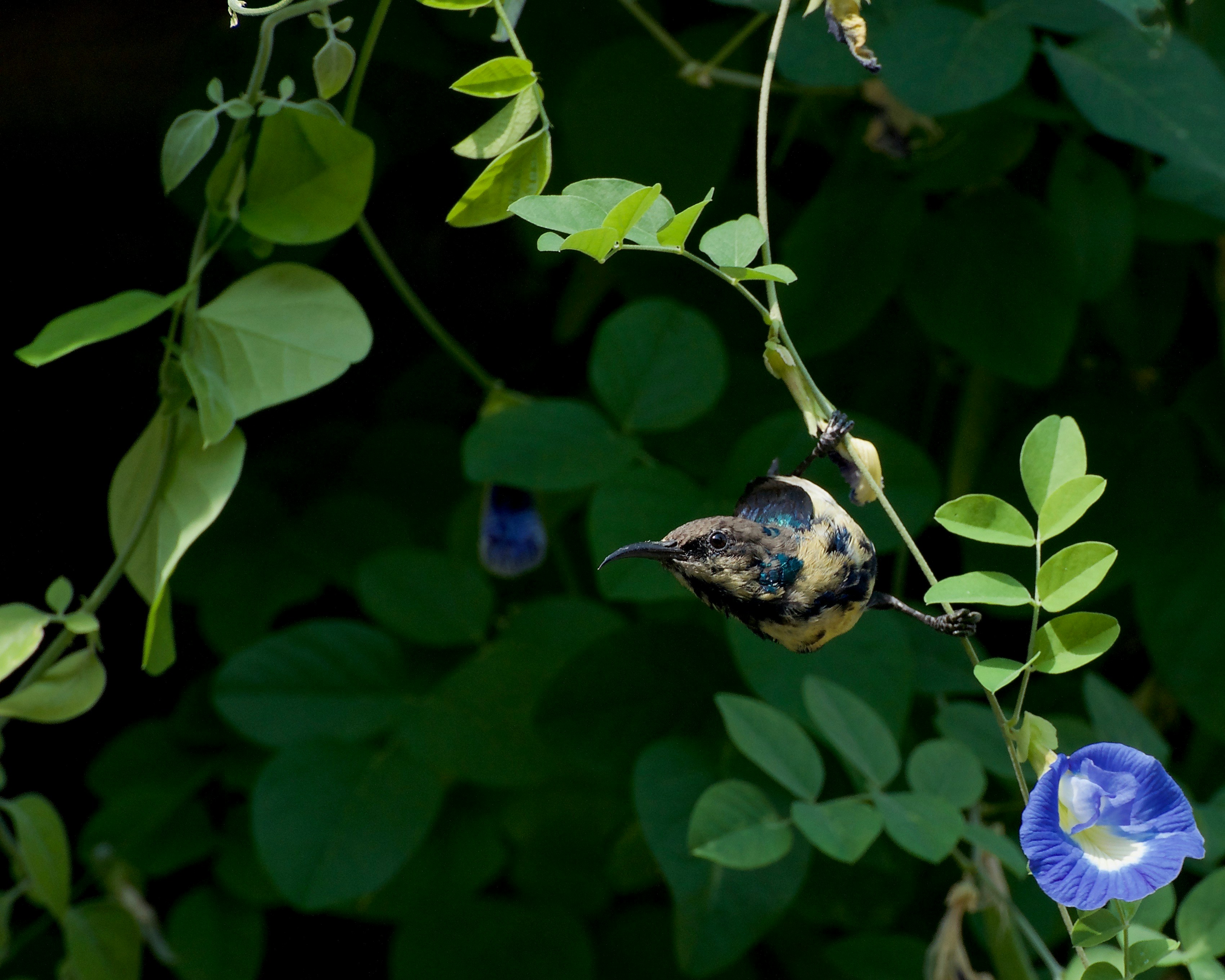 Speckled Fledgling on a Vine in Dappled Light