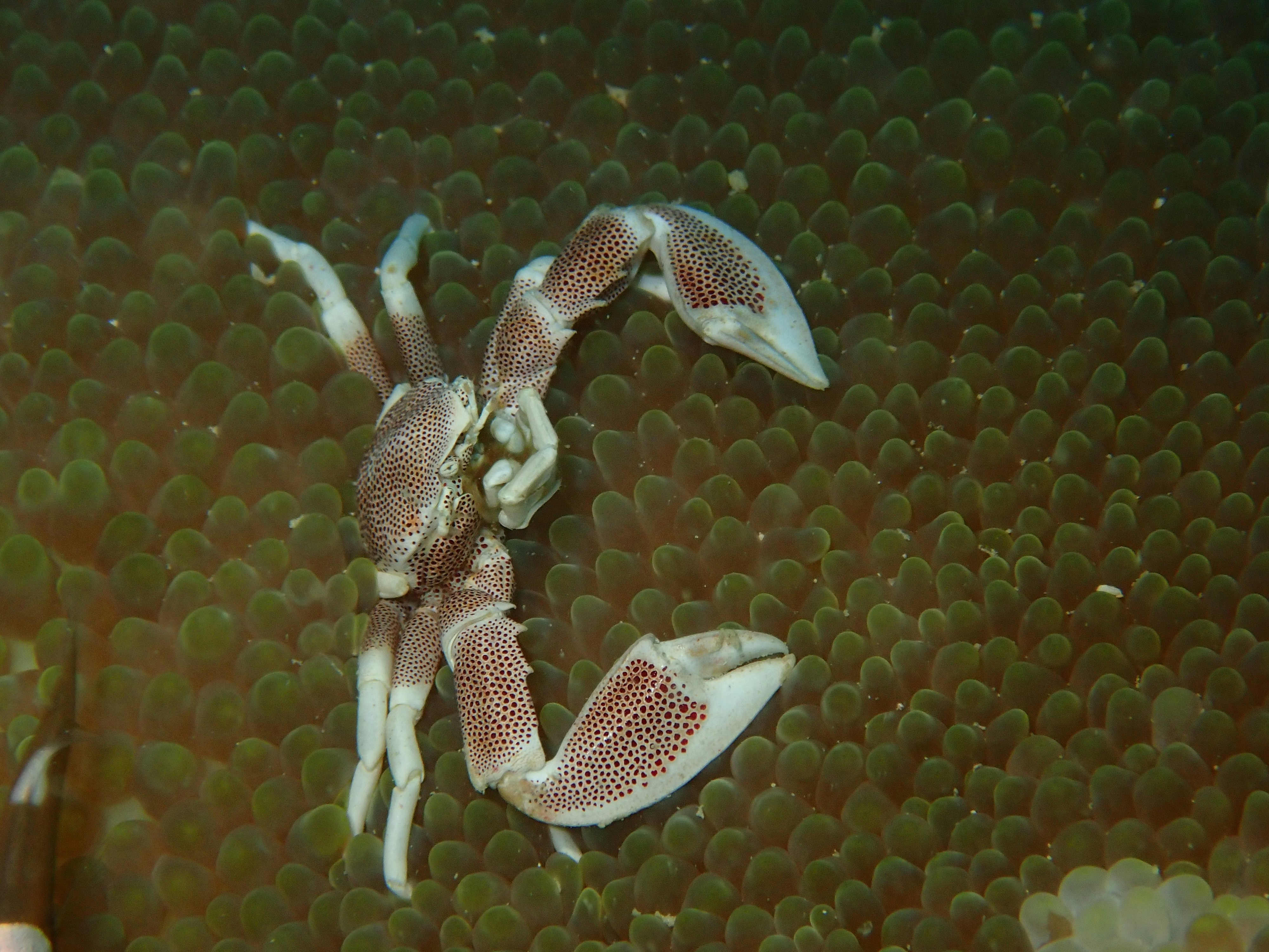 A group of crabs swimming in the water photo – Free Diving Image on ...