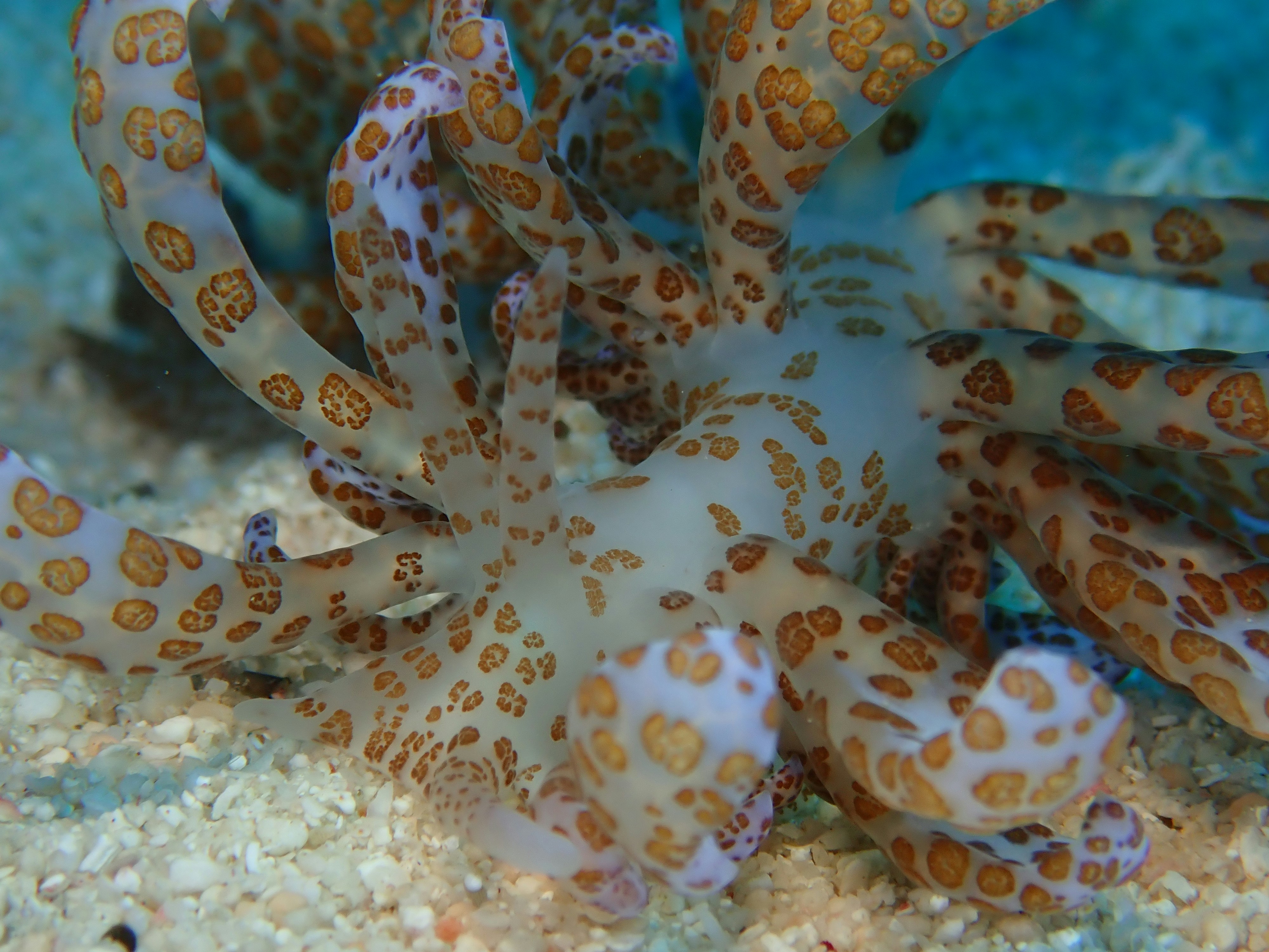 A close up of an octopus on the ocean floor photo – Free Diving Image ...
