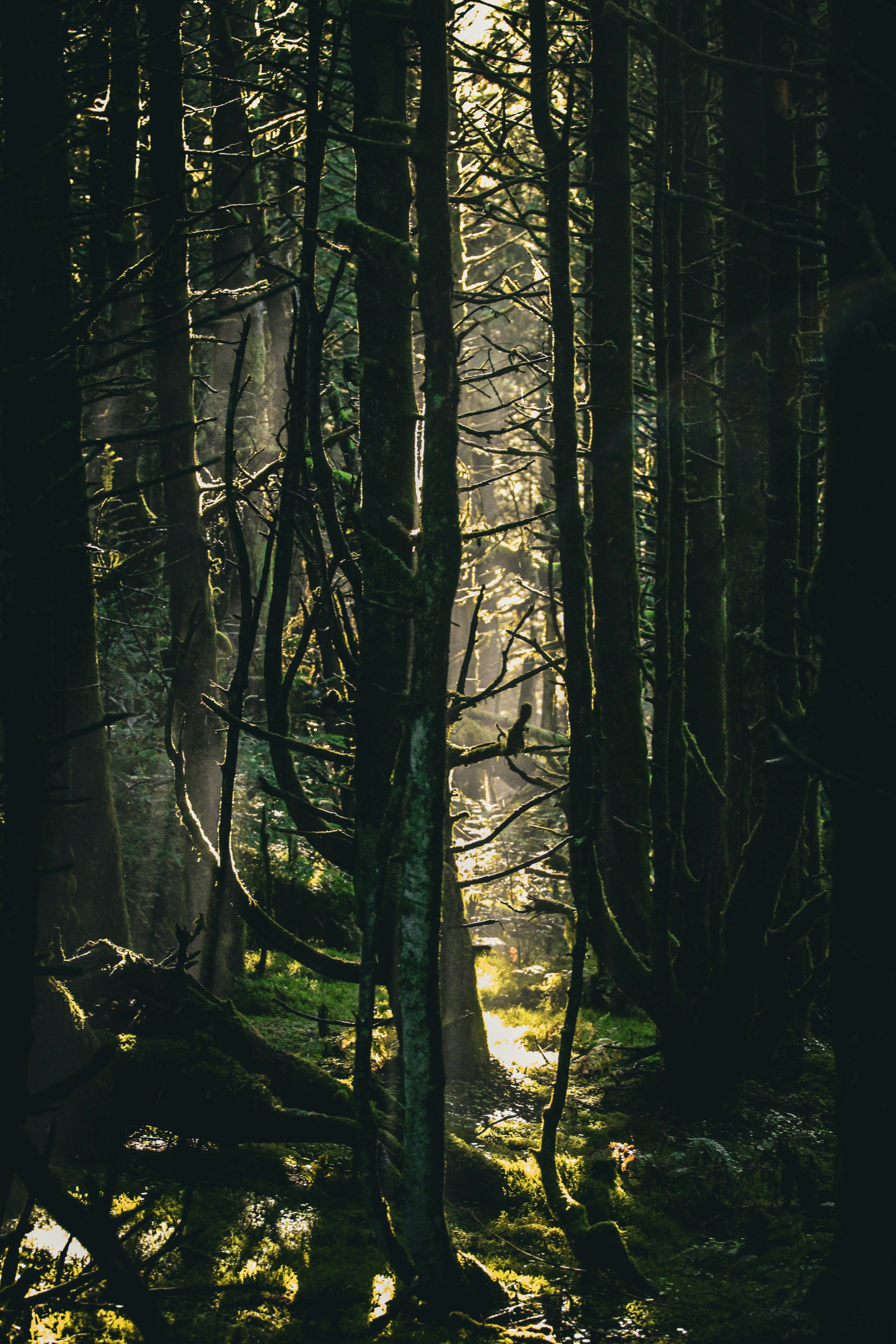 A forest filled with lots of tall trees photo – Free Forest Image on ...