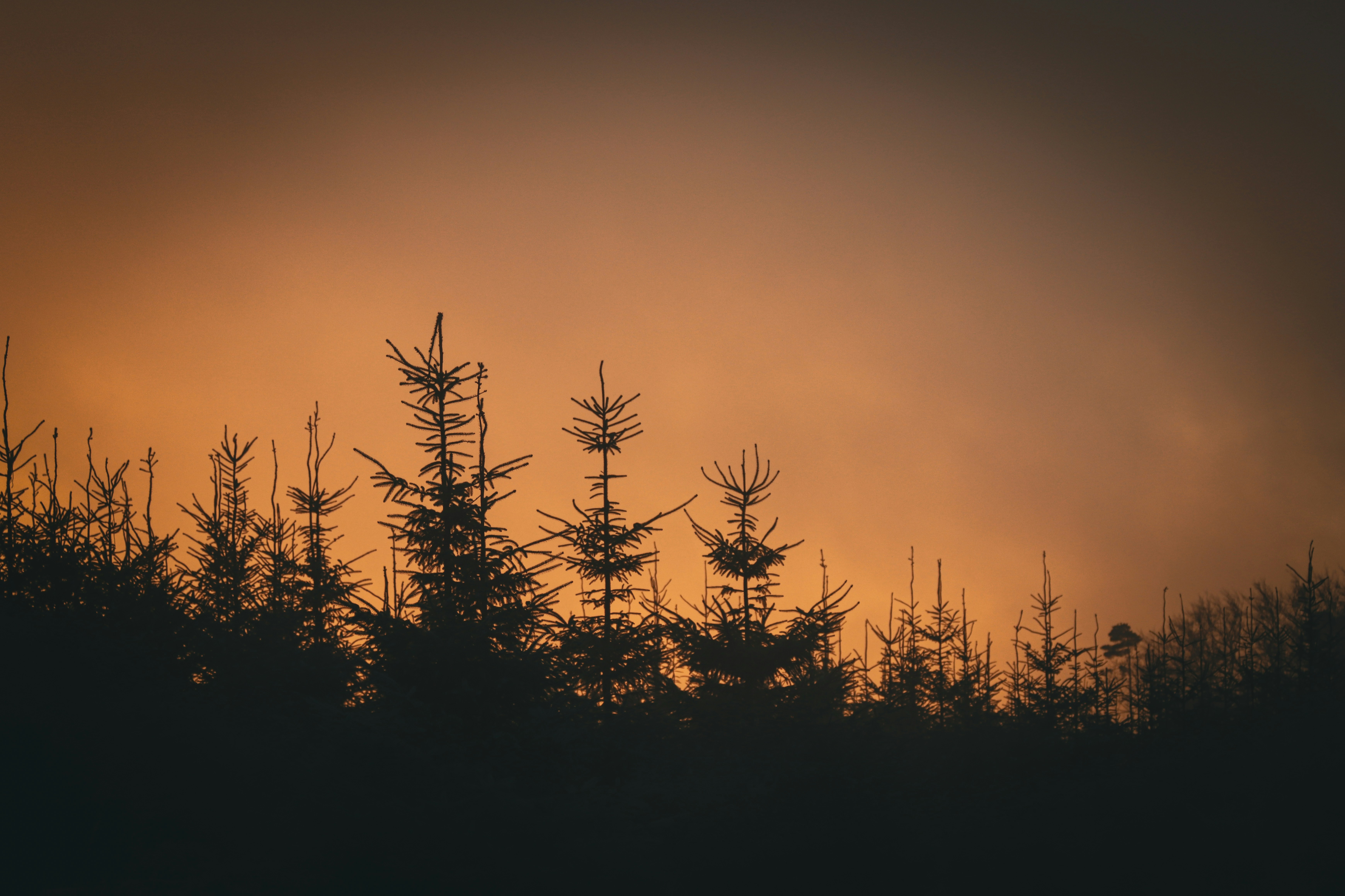Row of evergreen silhouettes along the horizon set against a warm orange dusk sky. The image emphasizes quiet contrast between dark trees and glowing sky.
