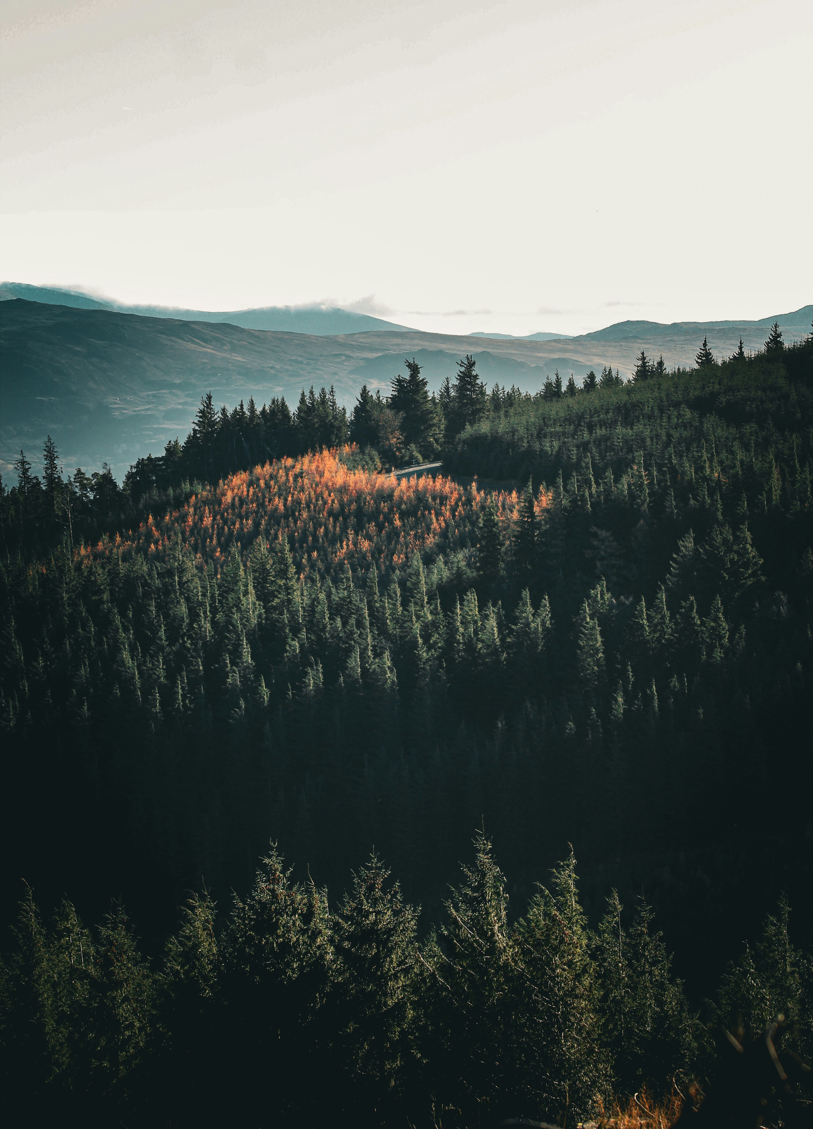 Foto Hutan yang dipenuhi dengan banyak pepohonan di atas bukit – Gambar ...