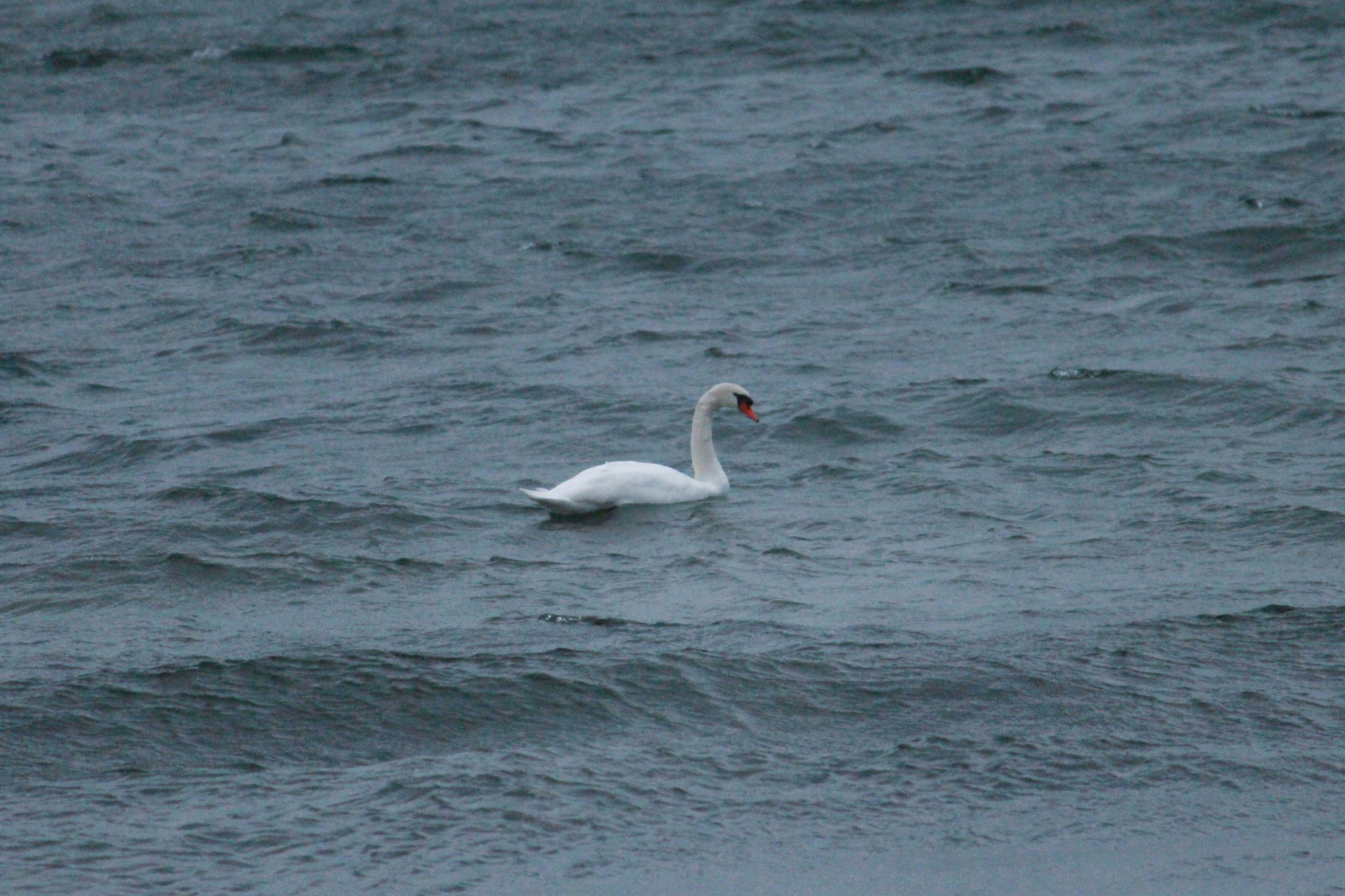 Swan in stormy water