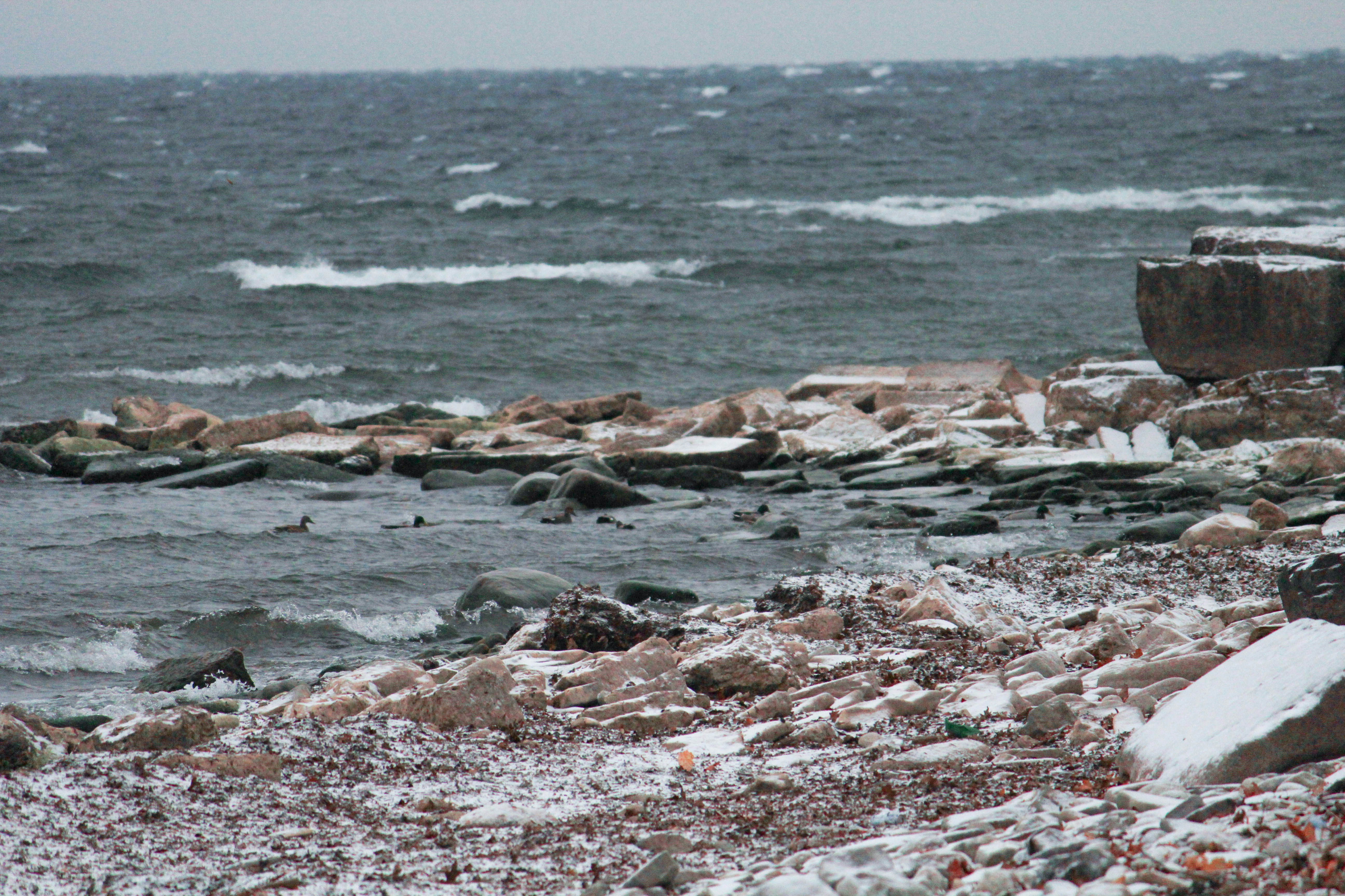 Wind-Swept Shoreline Serenity
