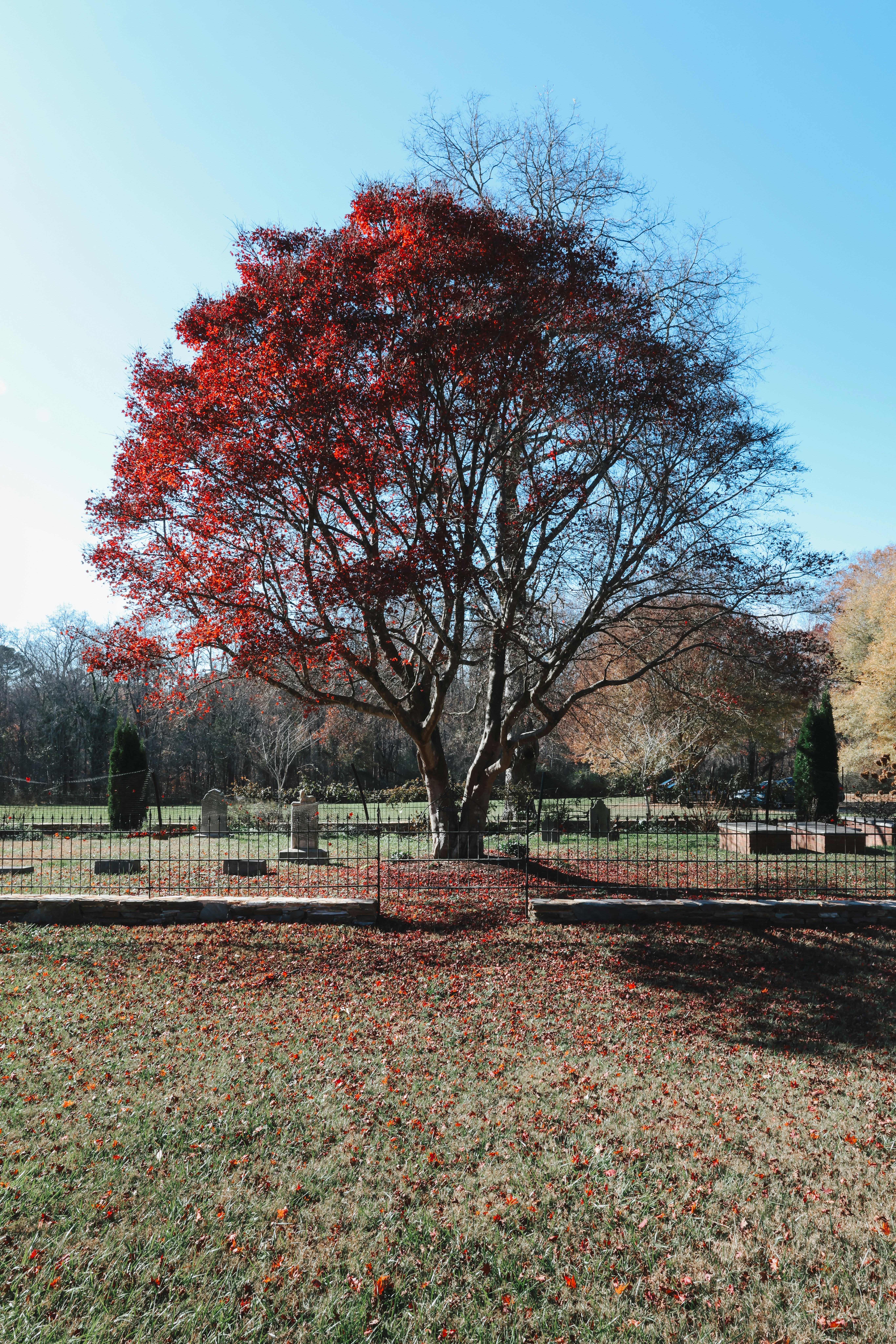 Autumn Sentinels: A Lone Tree at the Cemetery