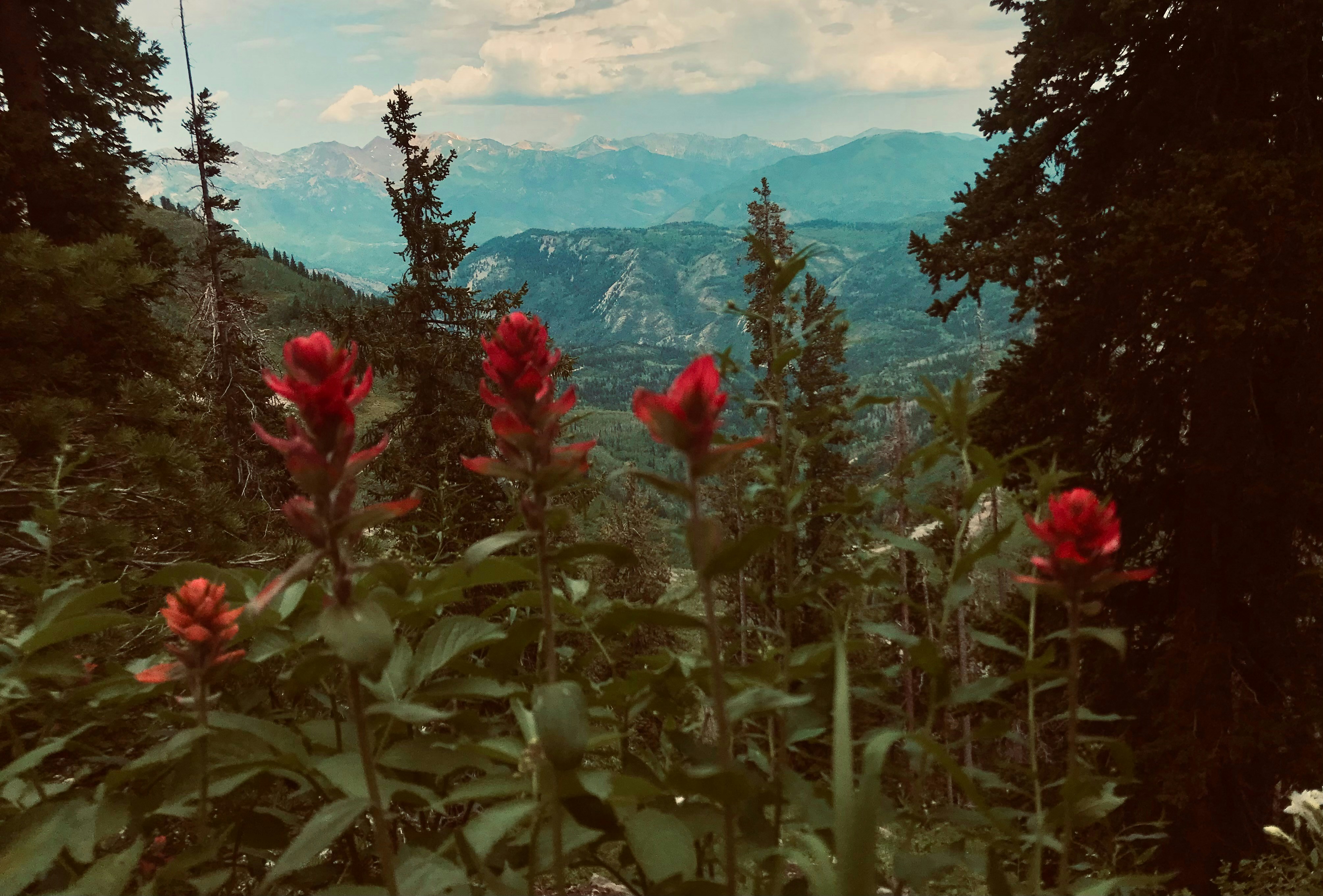 Vibrant red wildflowers with a backdrop of distant mountain range and forest under a cloudy sky.