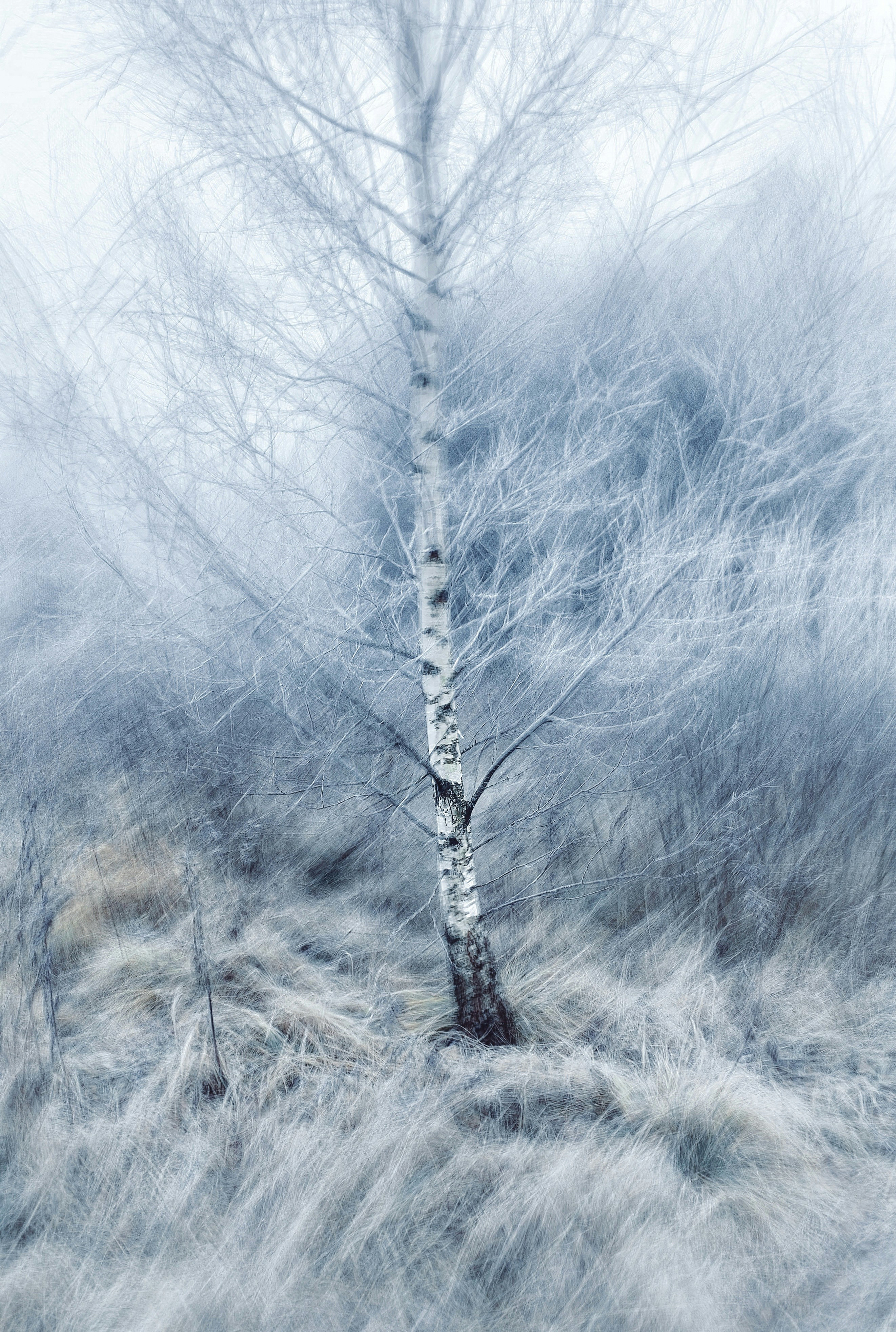 A blurry photo of a tree in the woods photo – Free Experimental Image ...