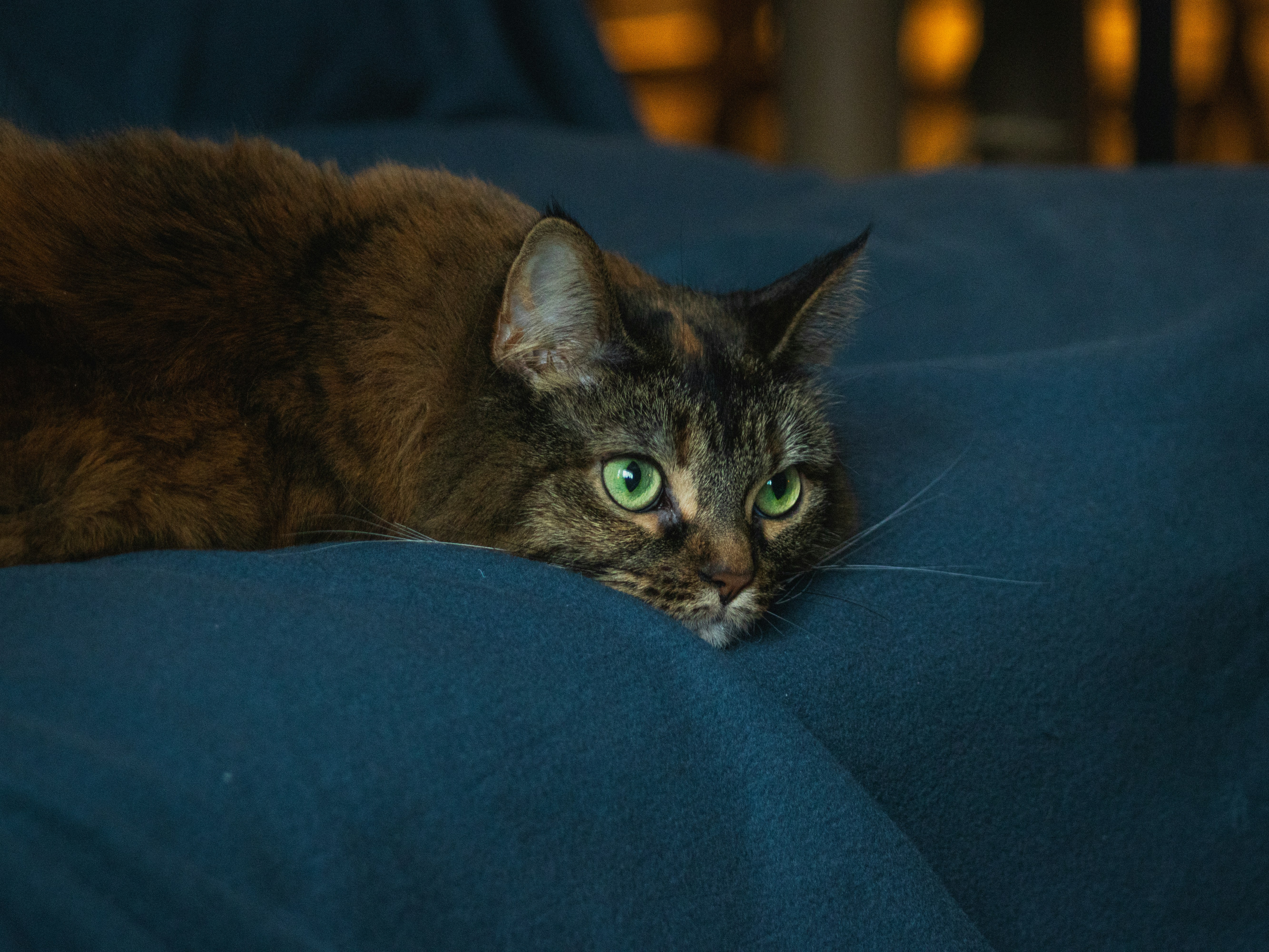 Emerald Gaze on Blue Velvet: Cat at Rest