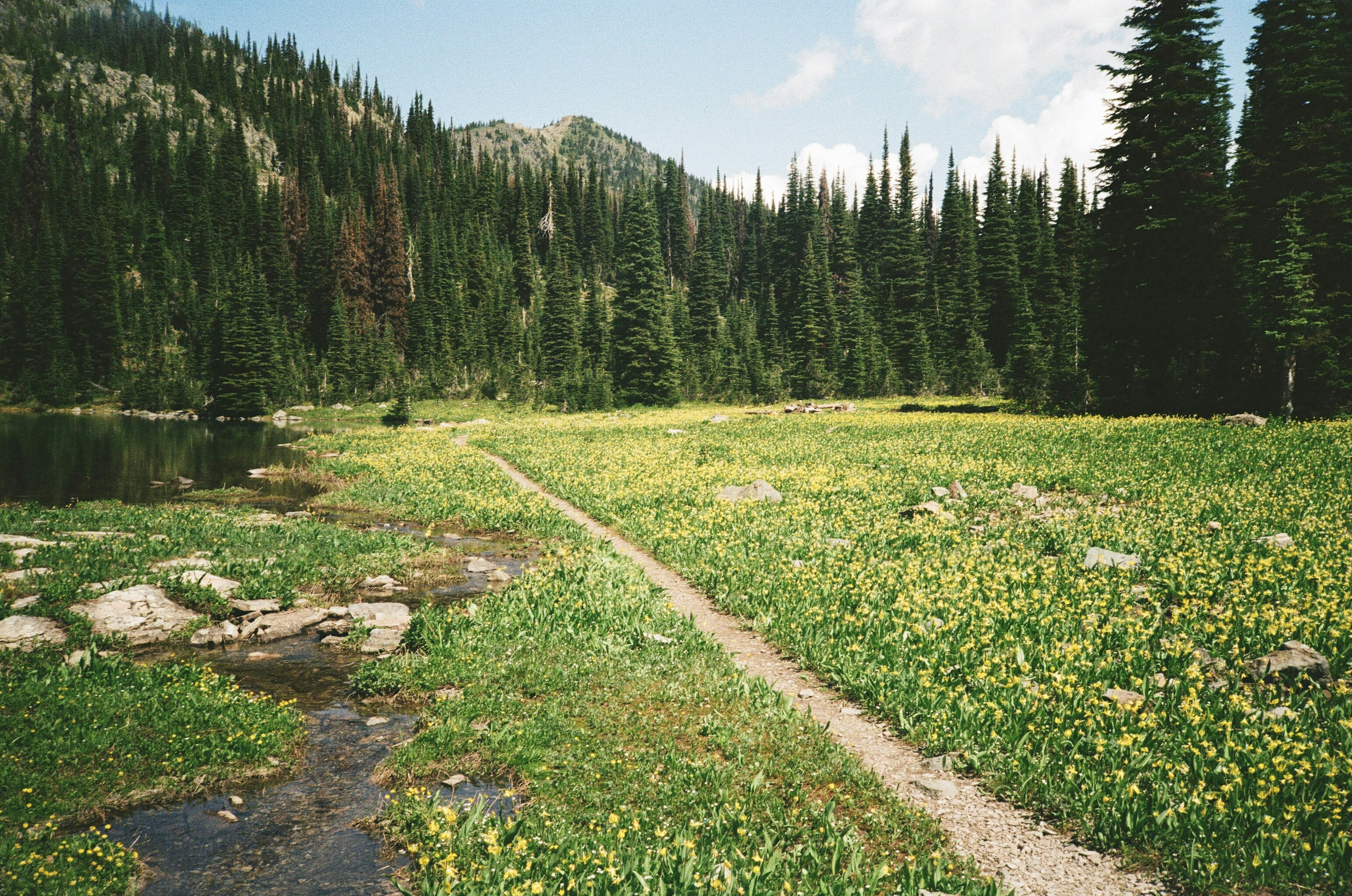 A grassy field with a stream running through it photo – Free Flower ...