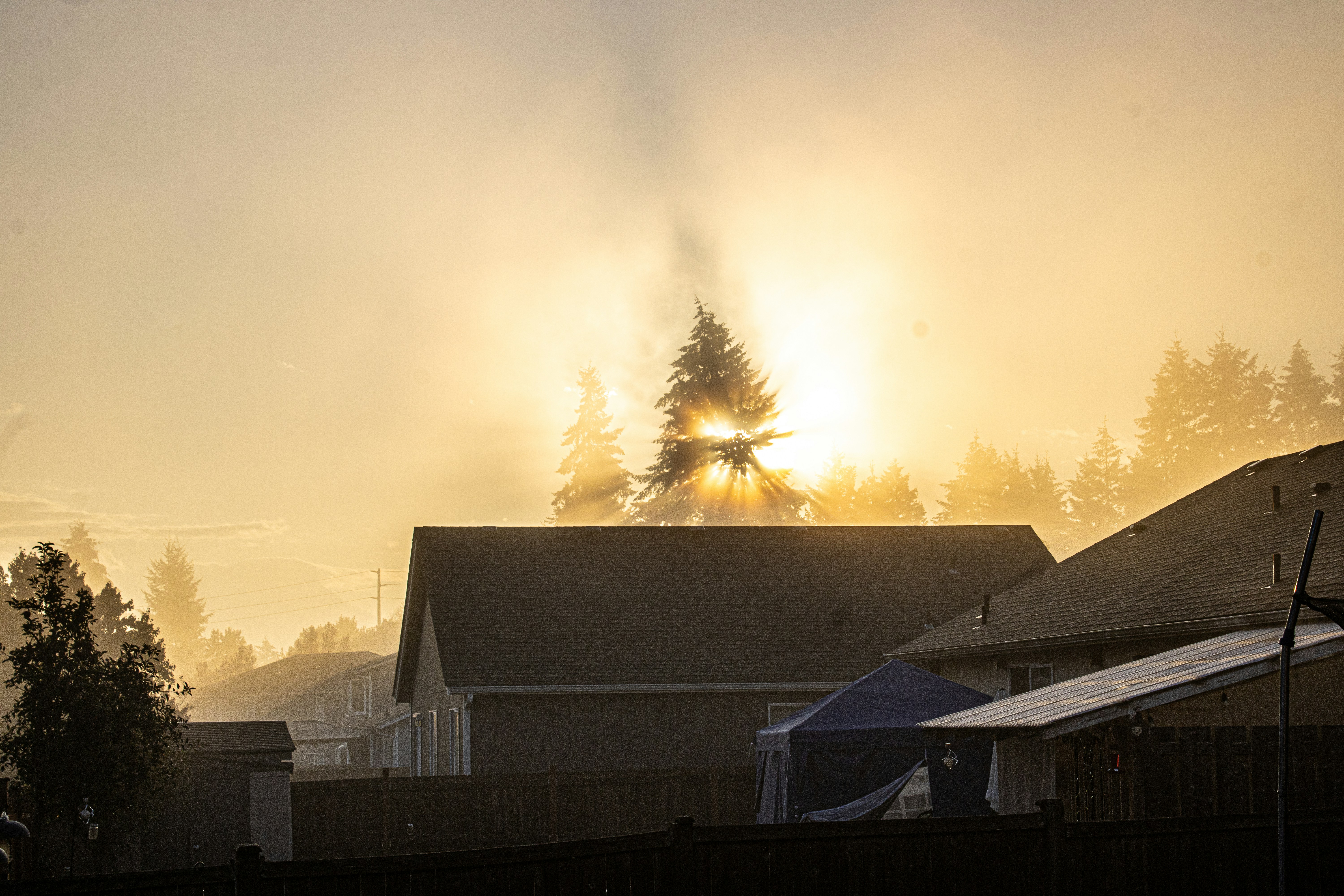 Dawn Behind the Pines: Suburban Silhouettes in Golden Haze