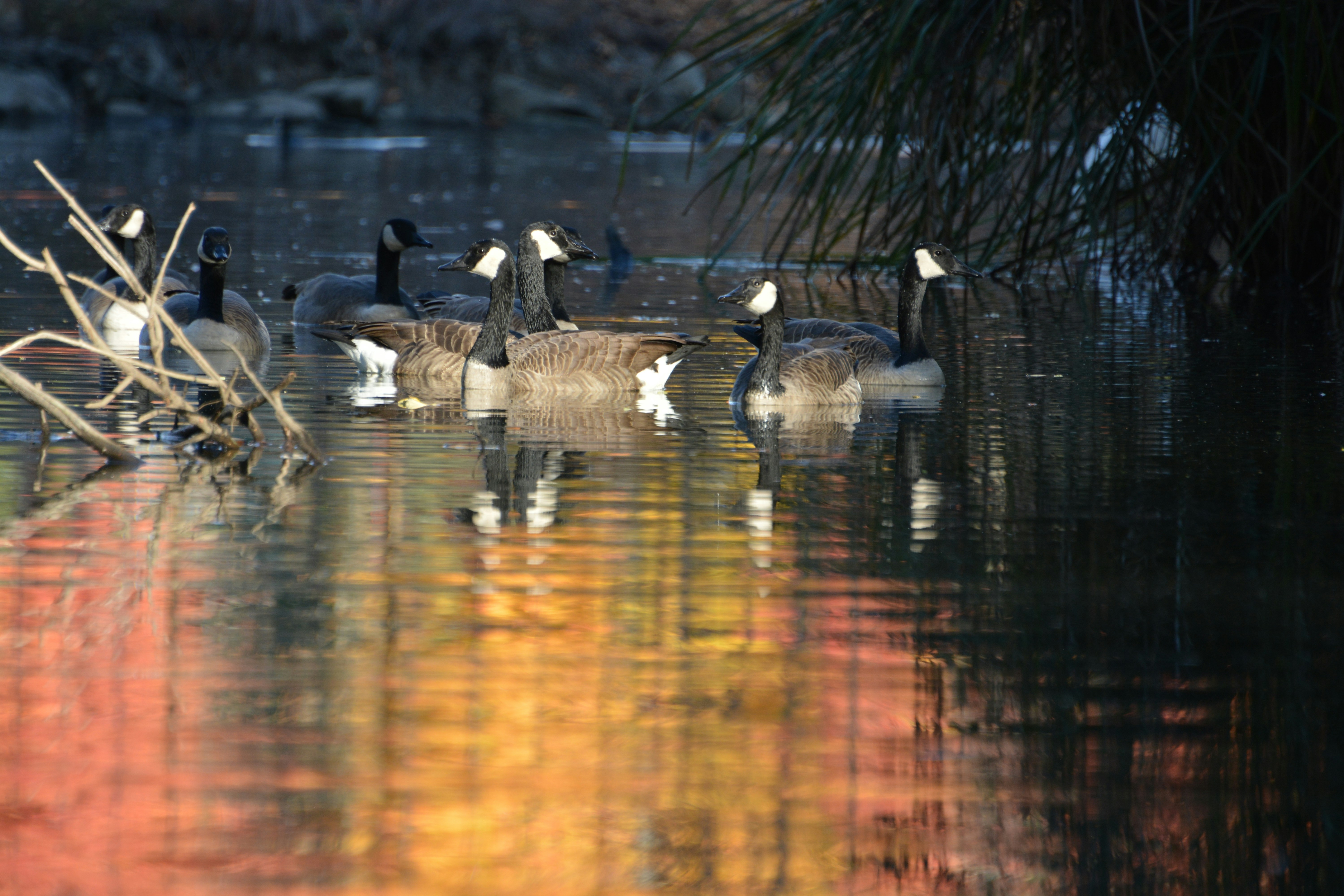 Canada Goose Assembly on Sunset-reflected Water