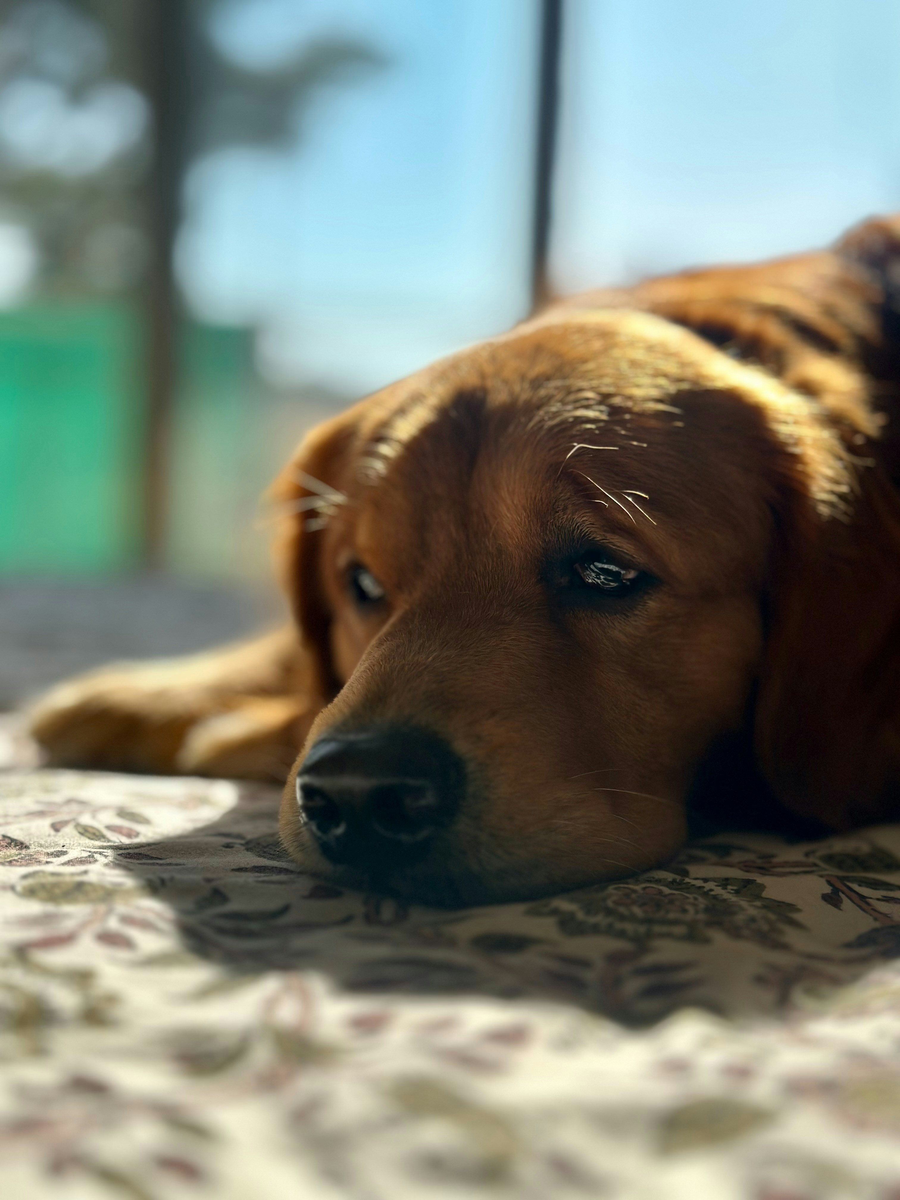 Lethargic Hound at Daylight Window