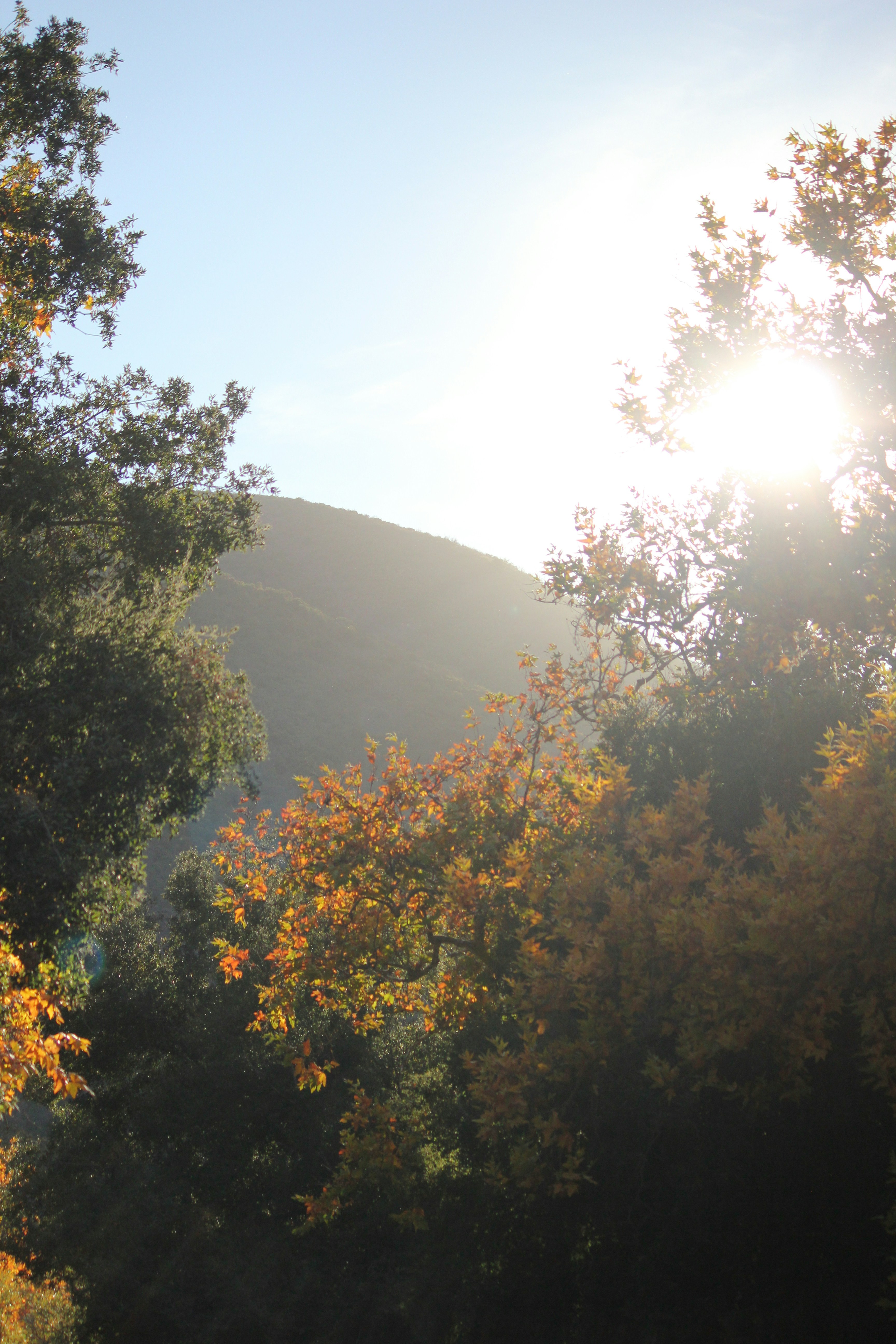 Sunburst Through Autumn Canopy Over a Quiet Ridge