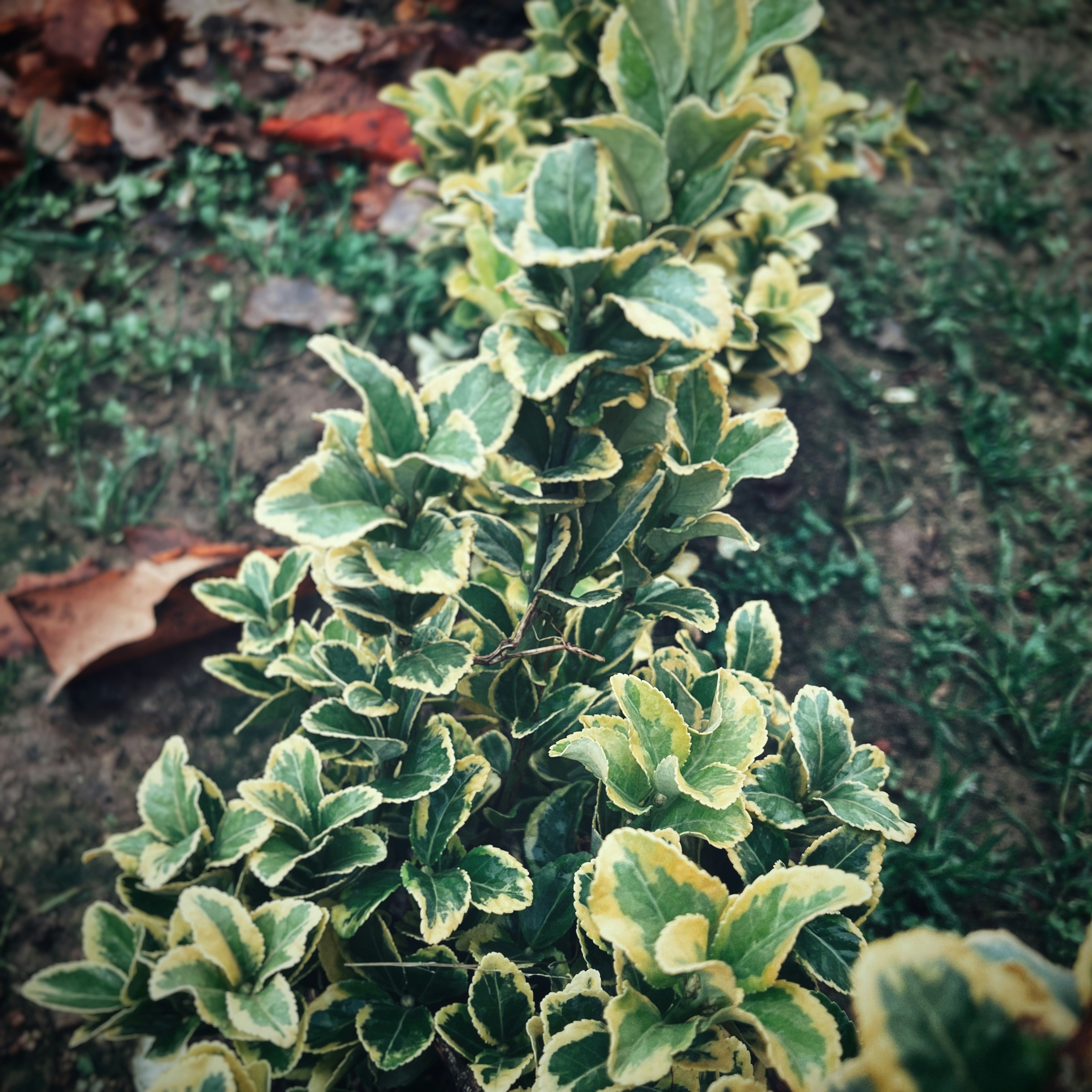 Cream-Crowned Foliage: Close-Up on a Variegated Shrub