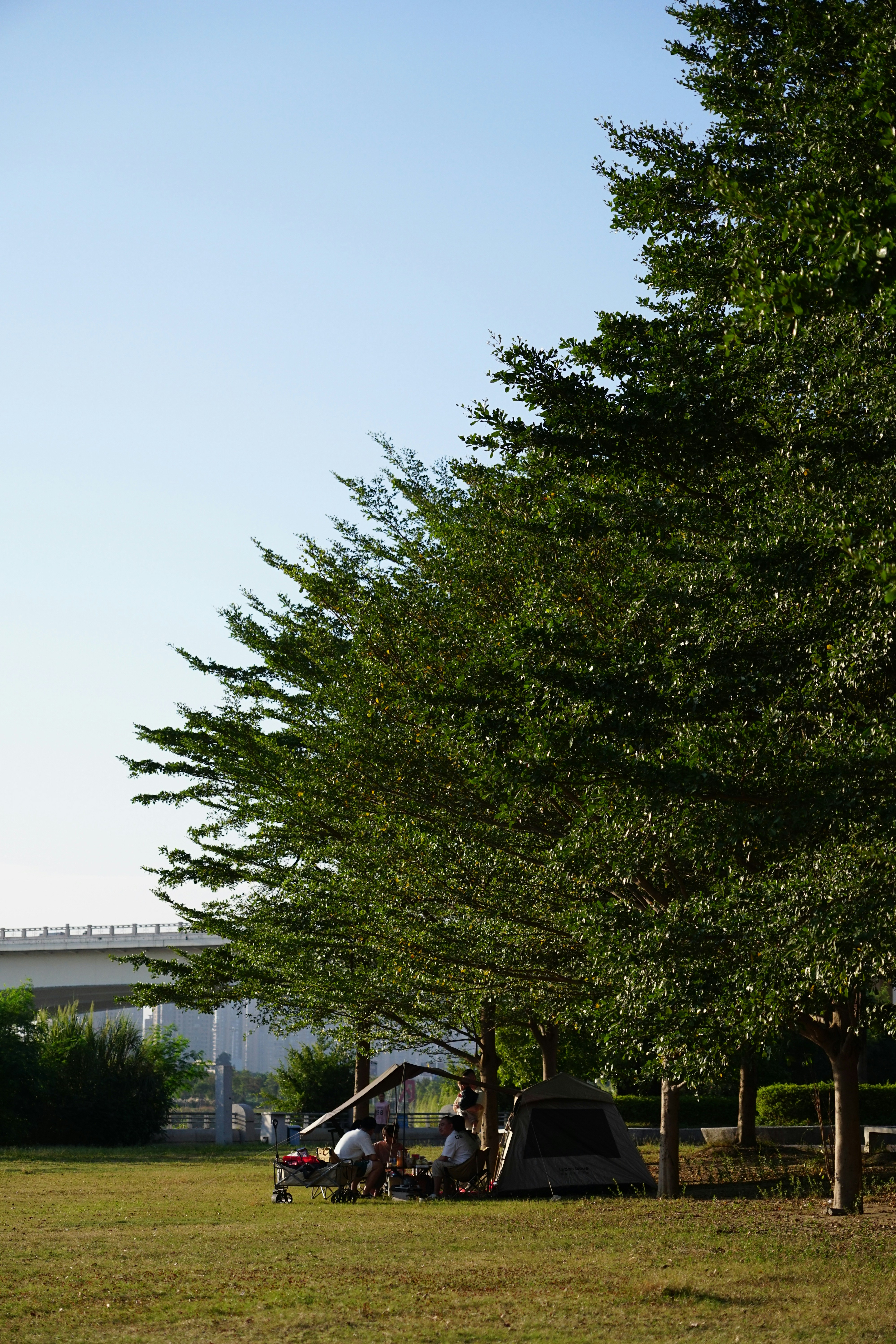 A group of people sitting under a large tree photo – Free Grass Image ...